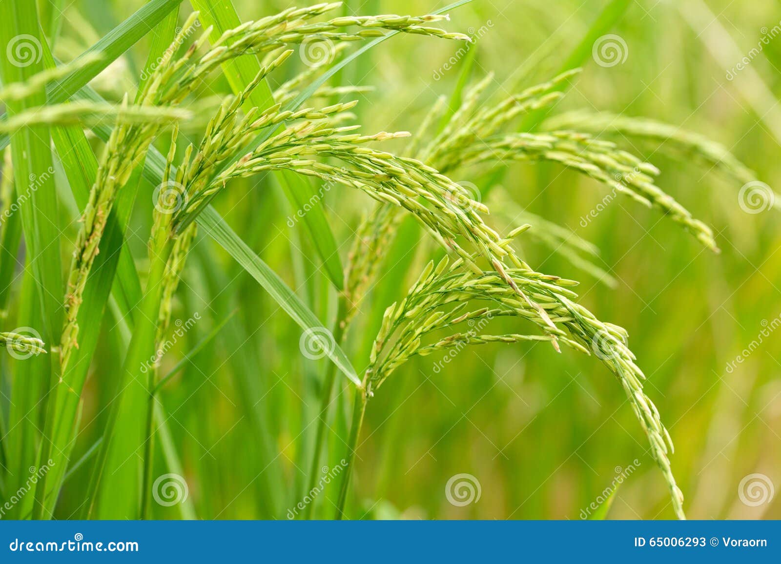 Ear of Rice stock image. Image of cultivation, farm, paddy - 65006293