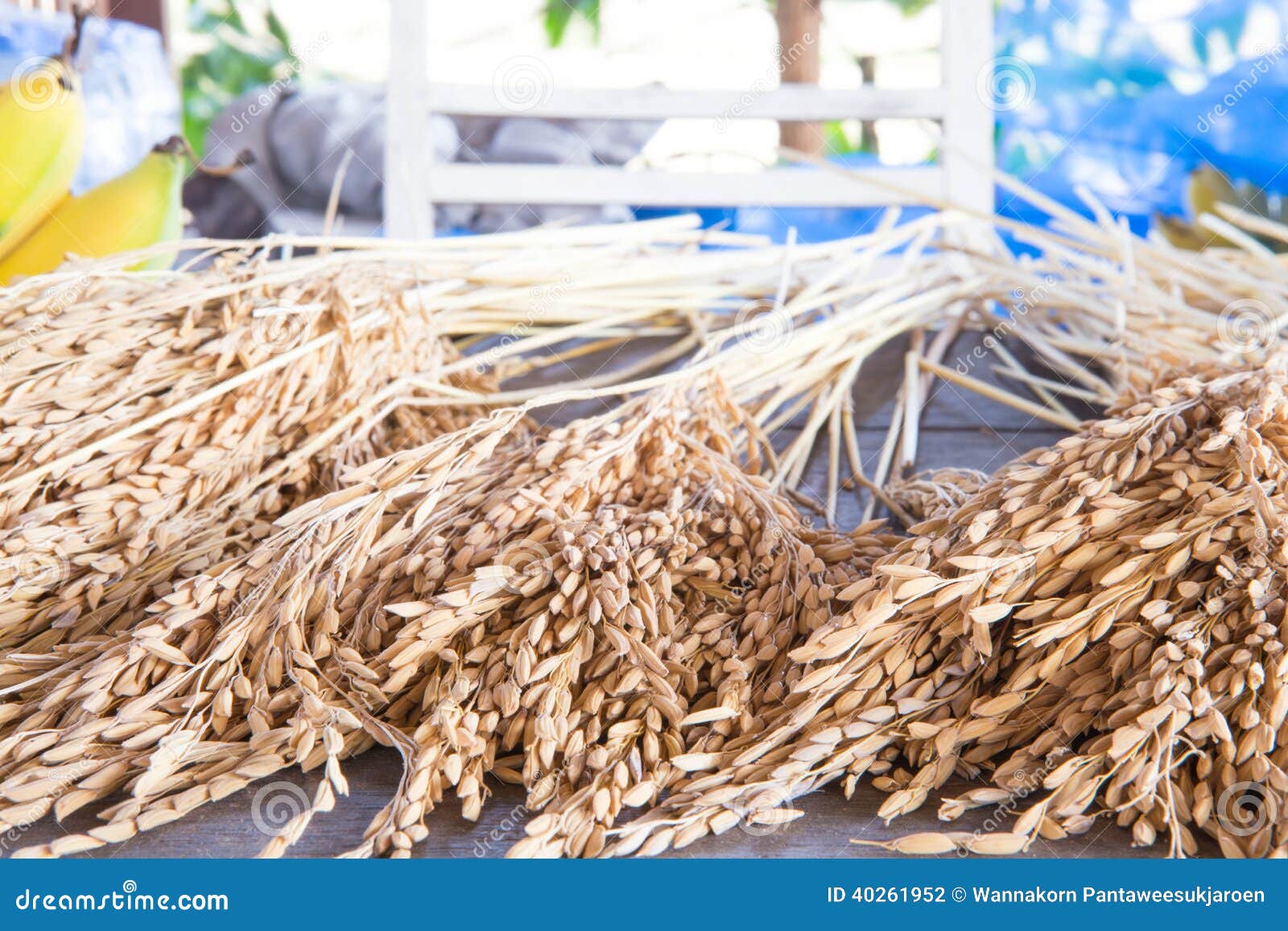 Ear of rice stock photo. Image of barley, yellow, golden - 40261952