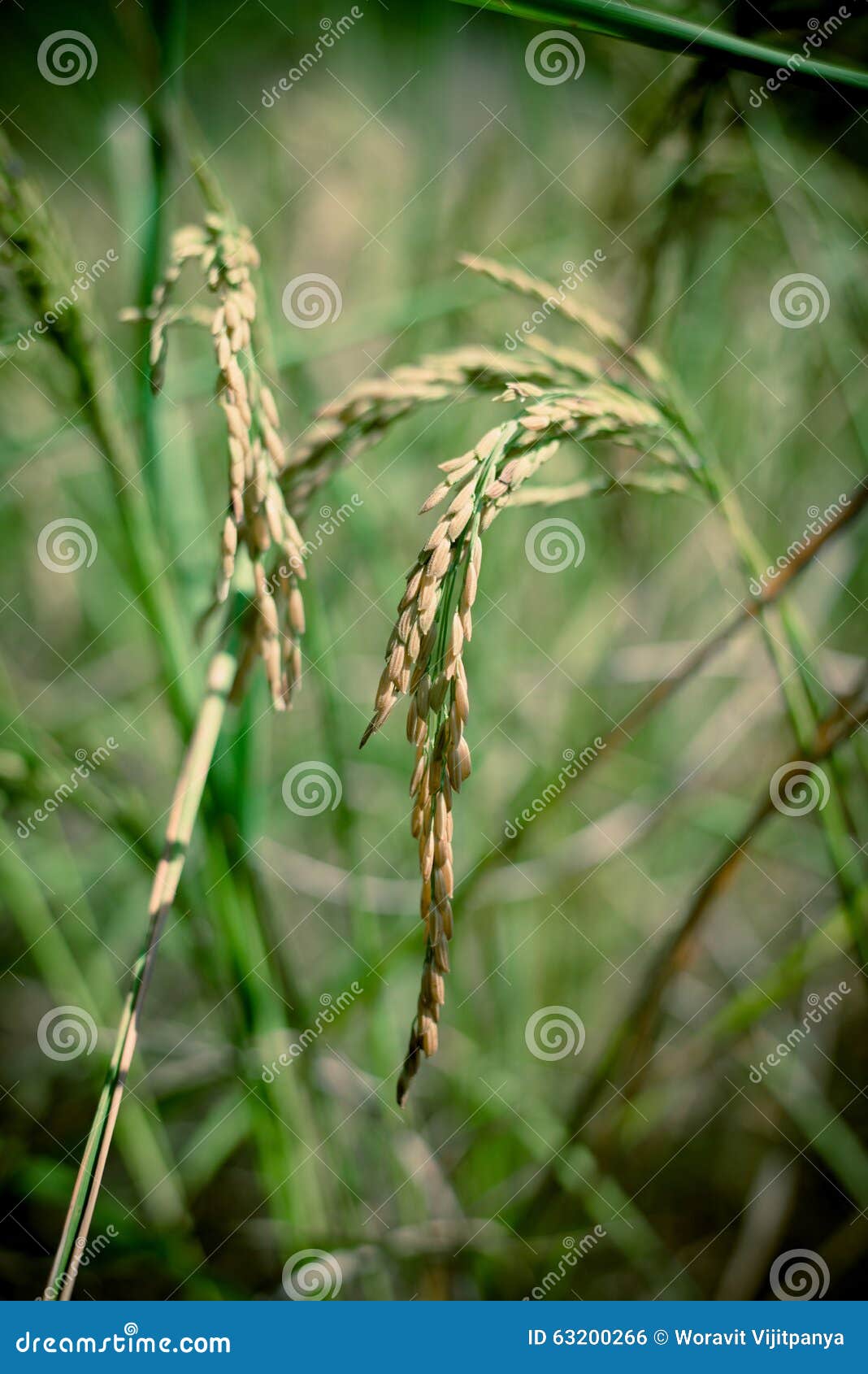 Ear rice stock photo. Image of asia, biofertilizer, growth - 63200266