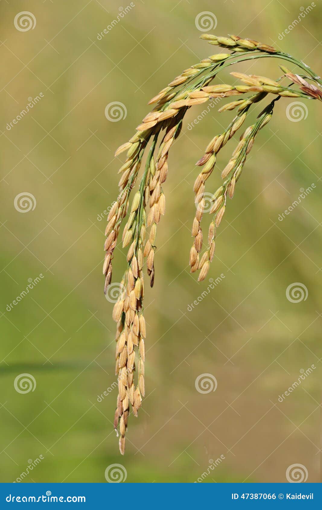 Ear of rice stock photo. Image of asia, grass, harvest - 47387066