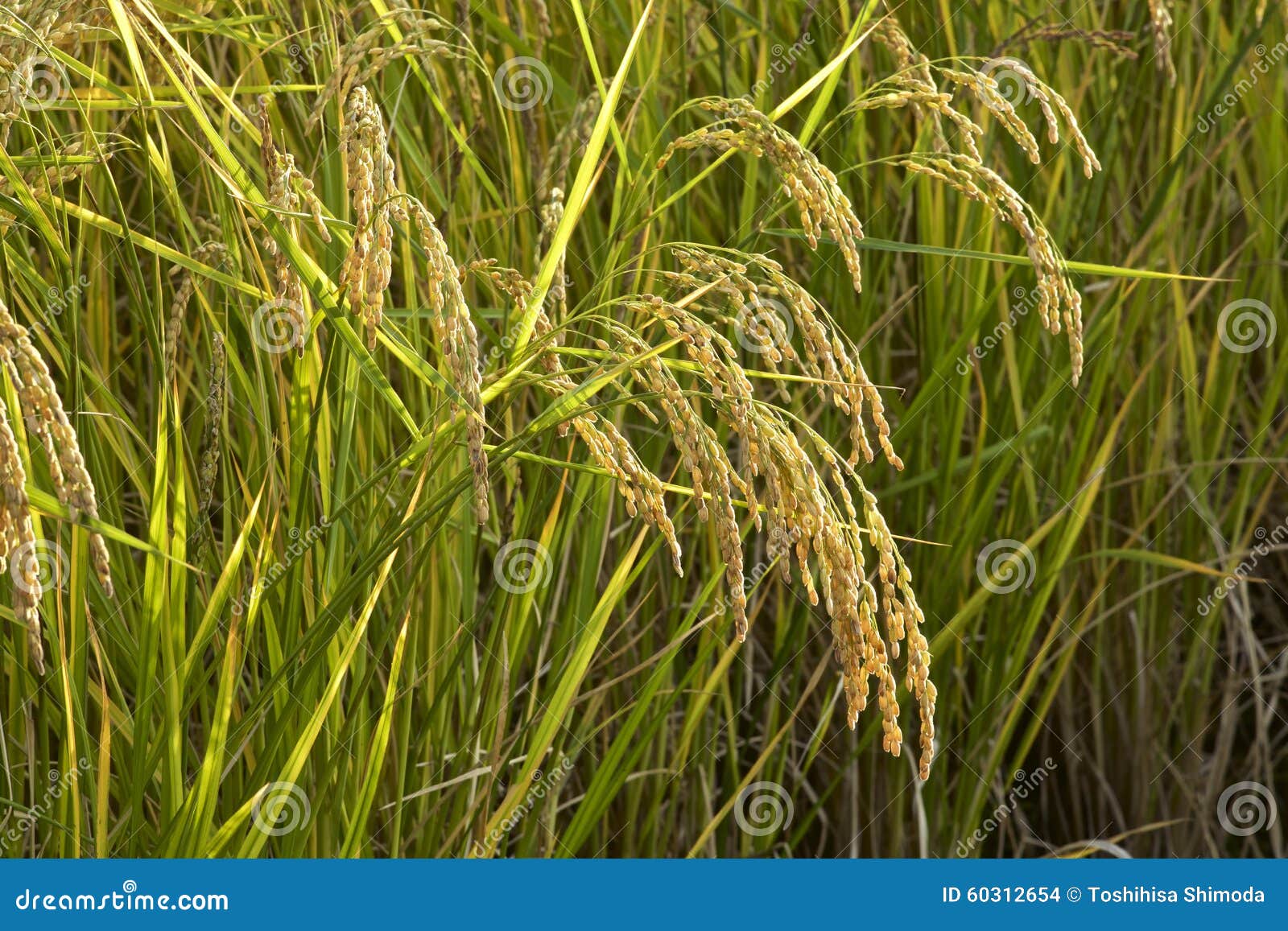 Ear of rice stock photo. Image of asia, closeup, rice - 60312654