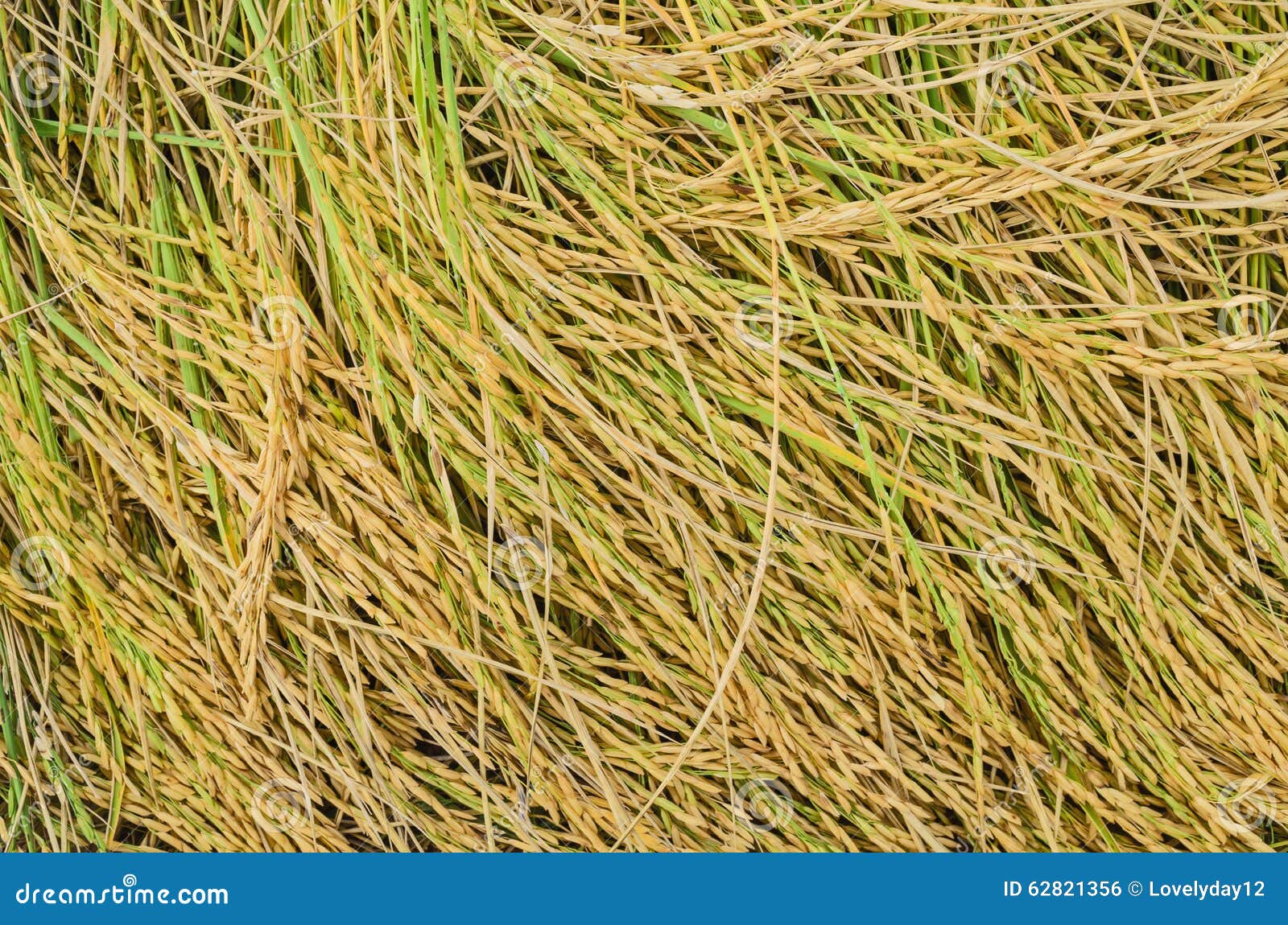 Ear of Rice in Paddy Rice Field Stock Photo - Image of natural, growth ...