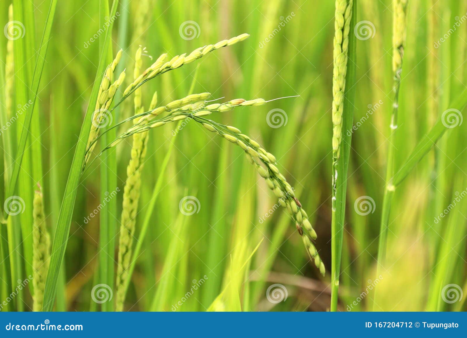 Ear of rice stock photo. Image of depth, countryside - 167204712