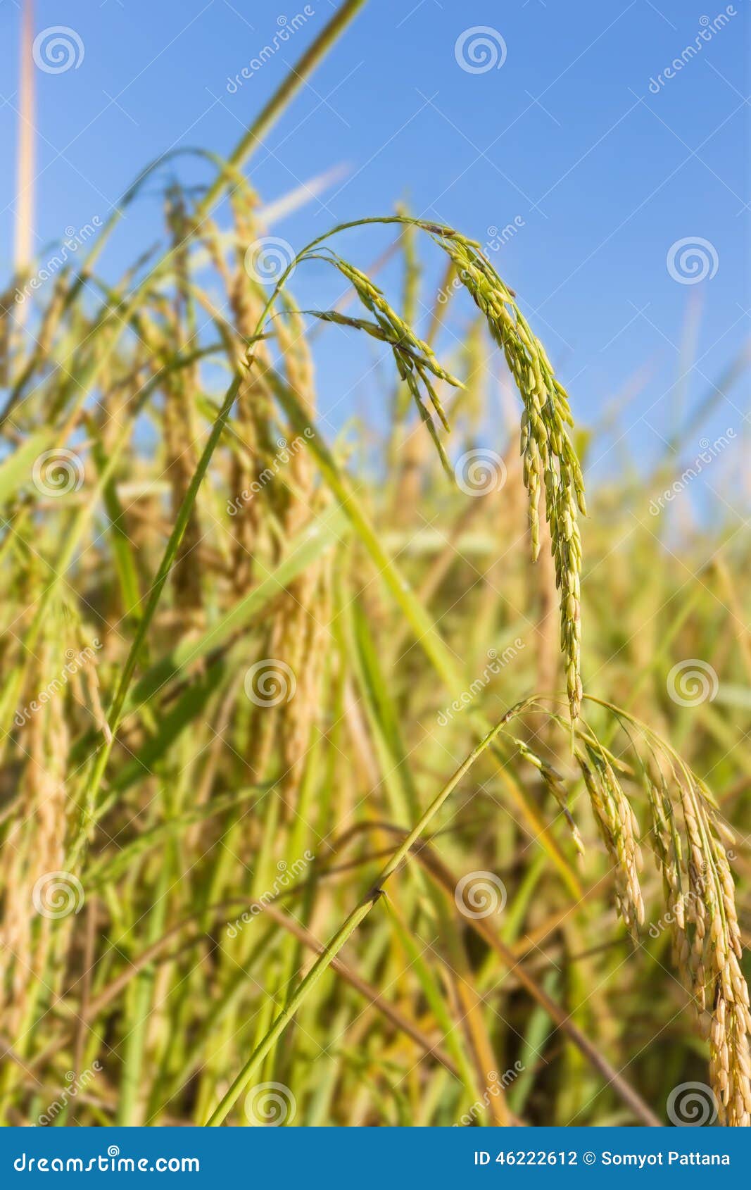 Ear rice stock photo. Image of farmland, paddy, grow - 46222612