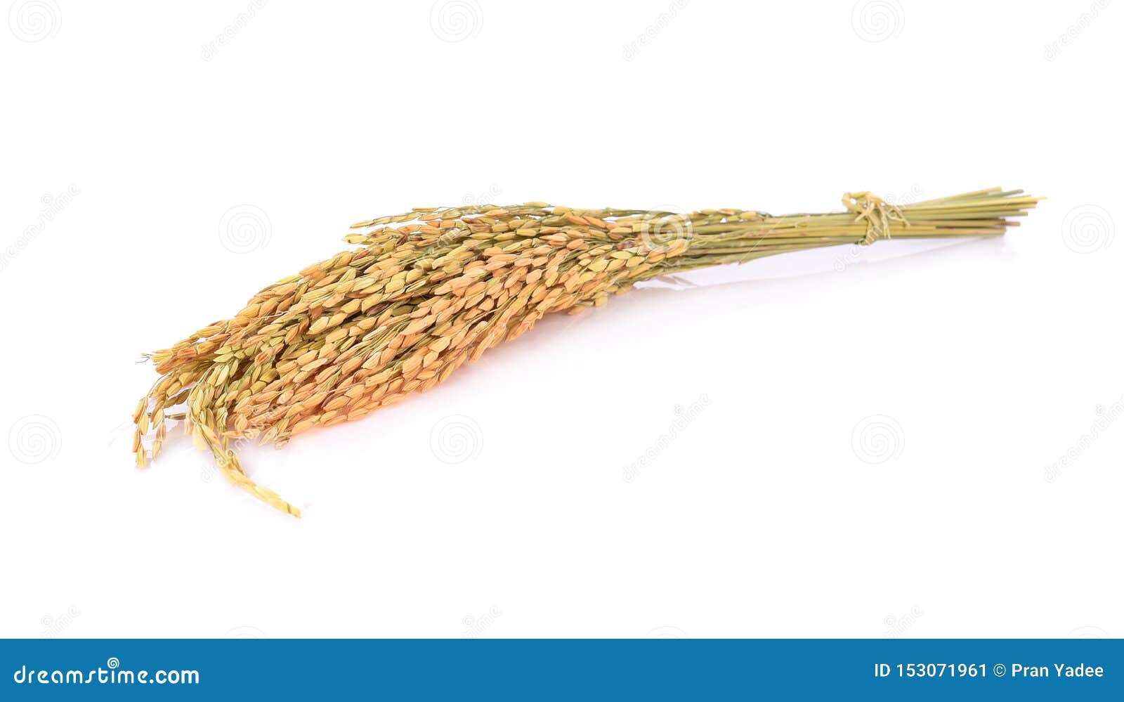 Ear of Rice on White Background Stock Image - Image of pile, grain ...