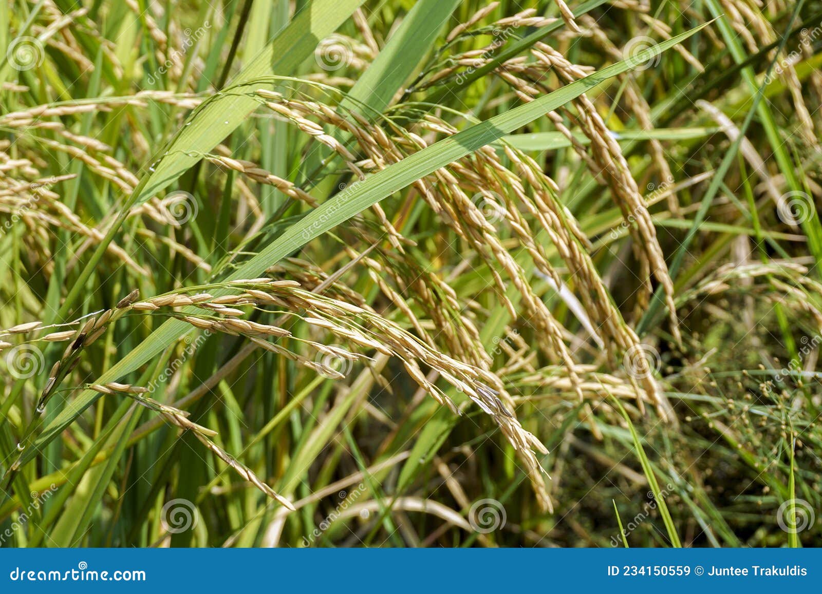 Ear of rice stock image. Image of background, paddy - 234150559