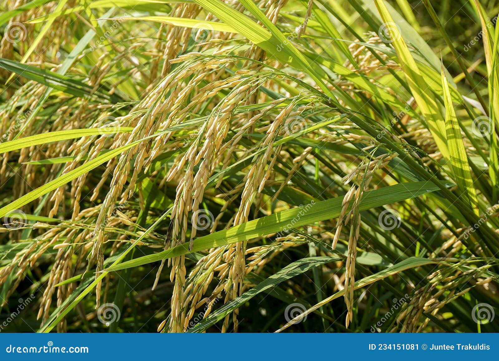 Ear of rice stock image. Image of plant, field, autumn - 234151081