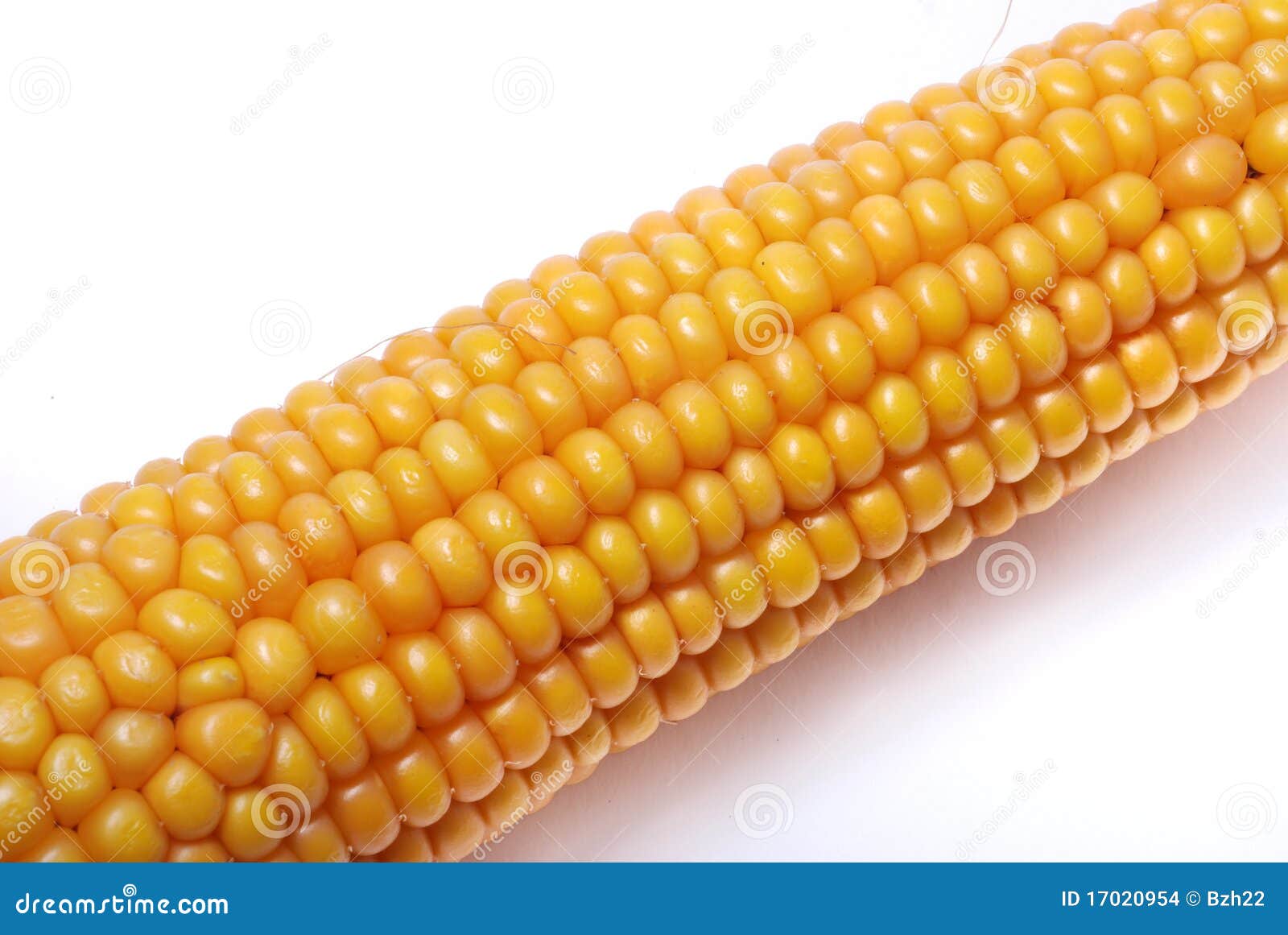 Ripe corn stock photo. Image of husk, autumn, country - 17020954
