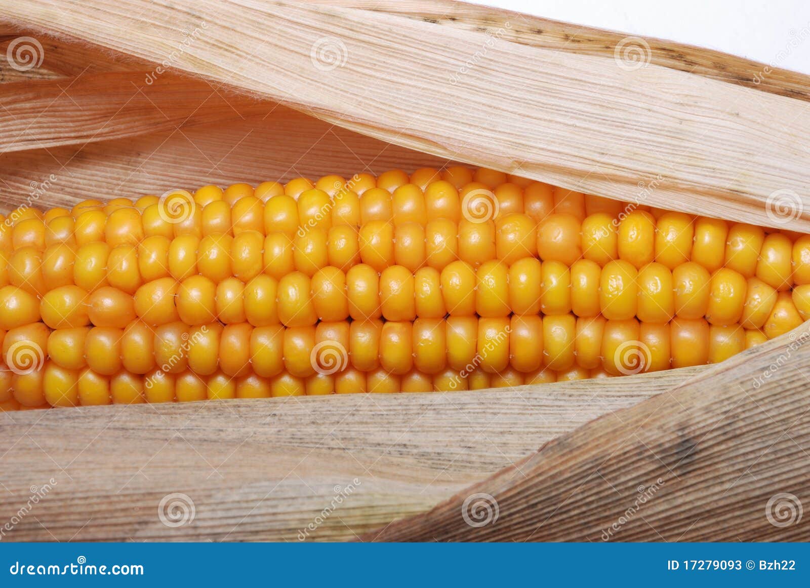 An ear of ripe corn stock image. Image of alcohol, cereal - 17279093