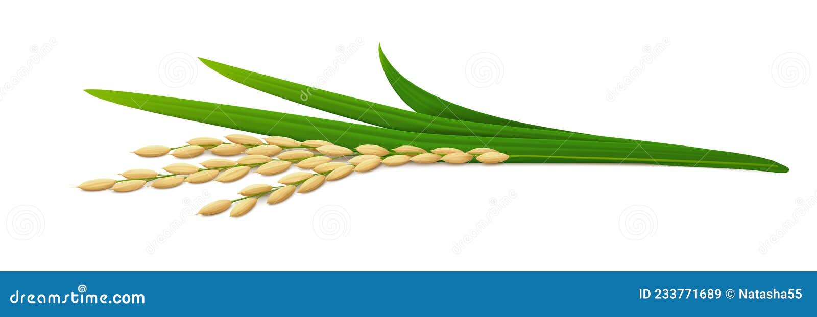 Rice Plant Growth Stages. Development Cycle. Oryza Glaberrima. Oryza ...