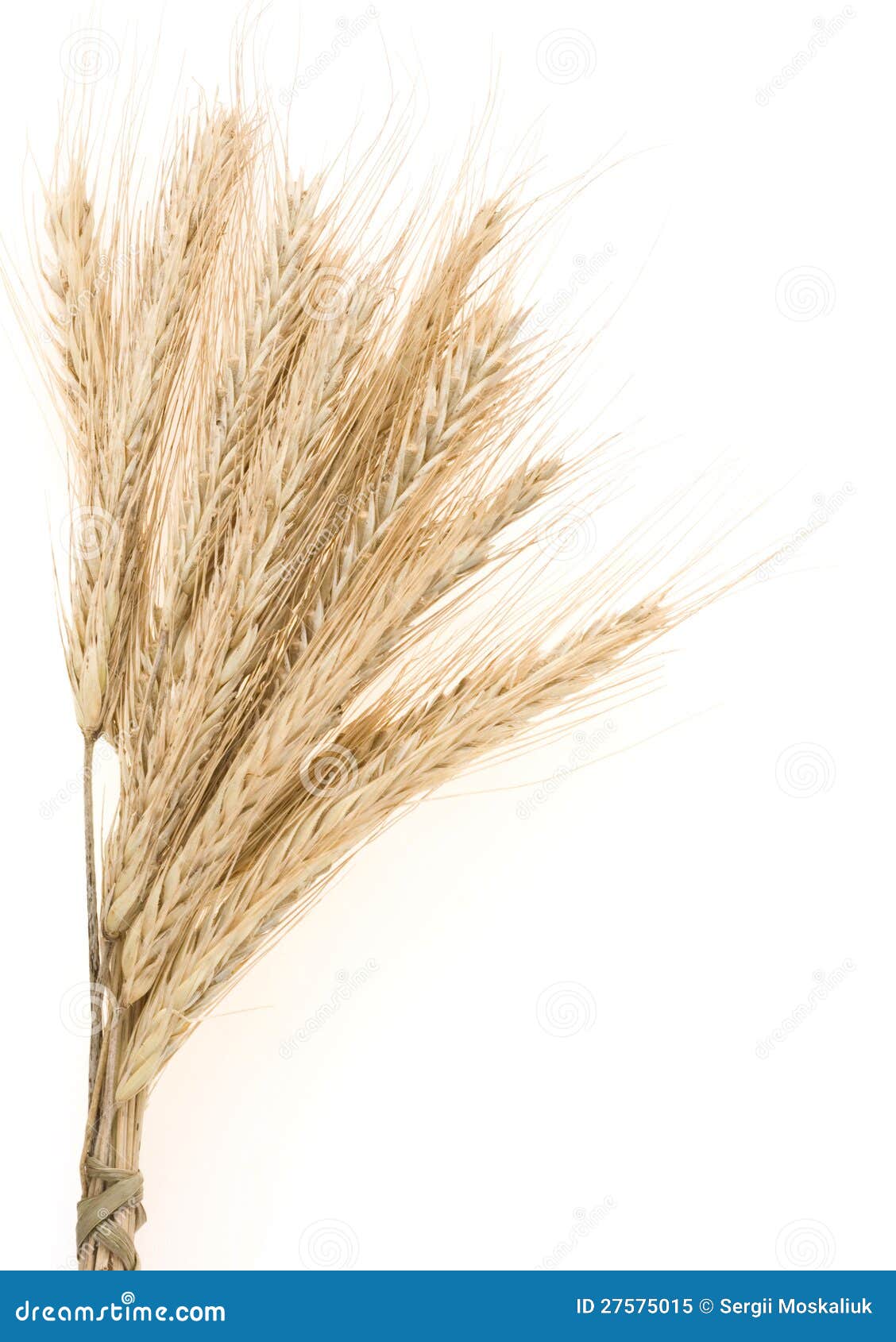 Ear of rye bundle on white stock image. Image of agricultural - 27575015