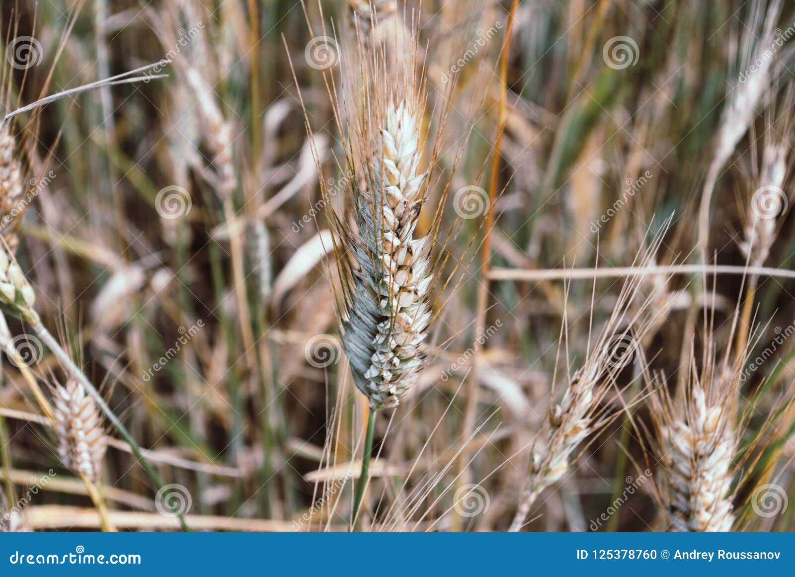 Ear of Rye, Suffered a Drought with Subsequent Heavy Rains. Stock Photo ...