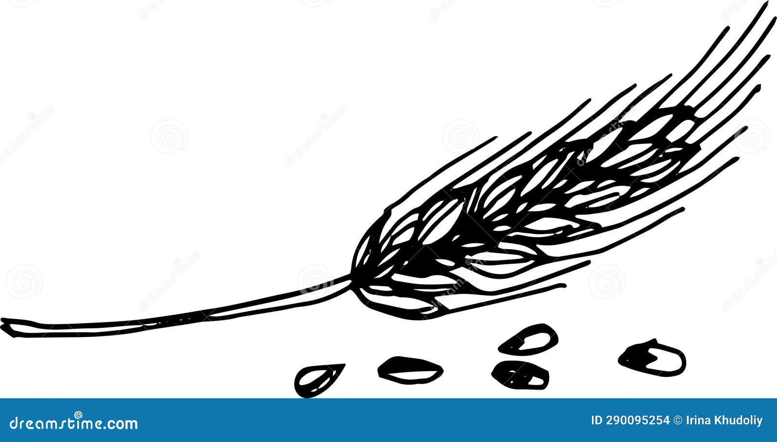 Ear of Rye or Wheat with Grains Stock Illustration - Illustration of ...