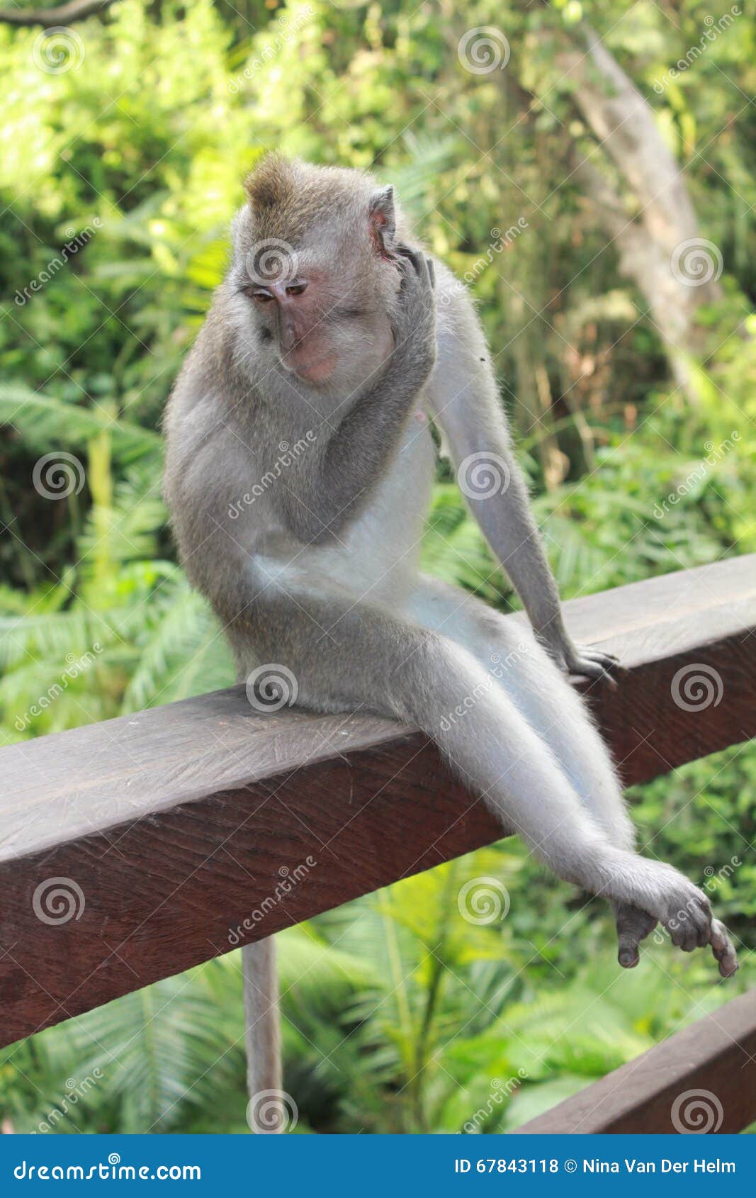 Ear scratching macaque stock photo. Image of mammals - 67843118