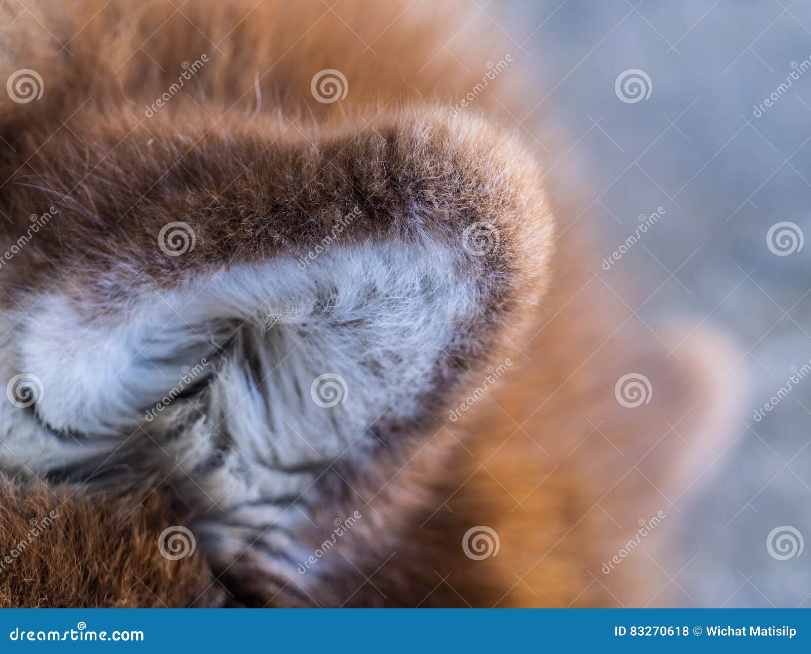 Ear of Siberian Husky stock photo. Image of husky, portrait - 83270618