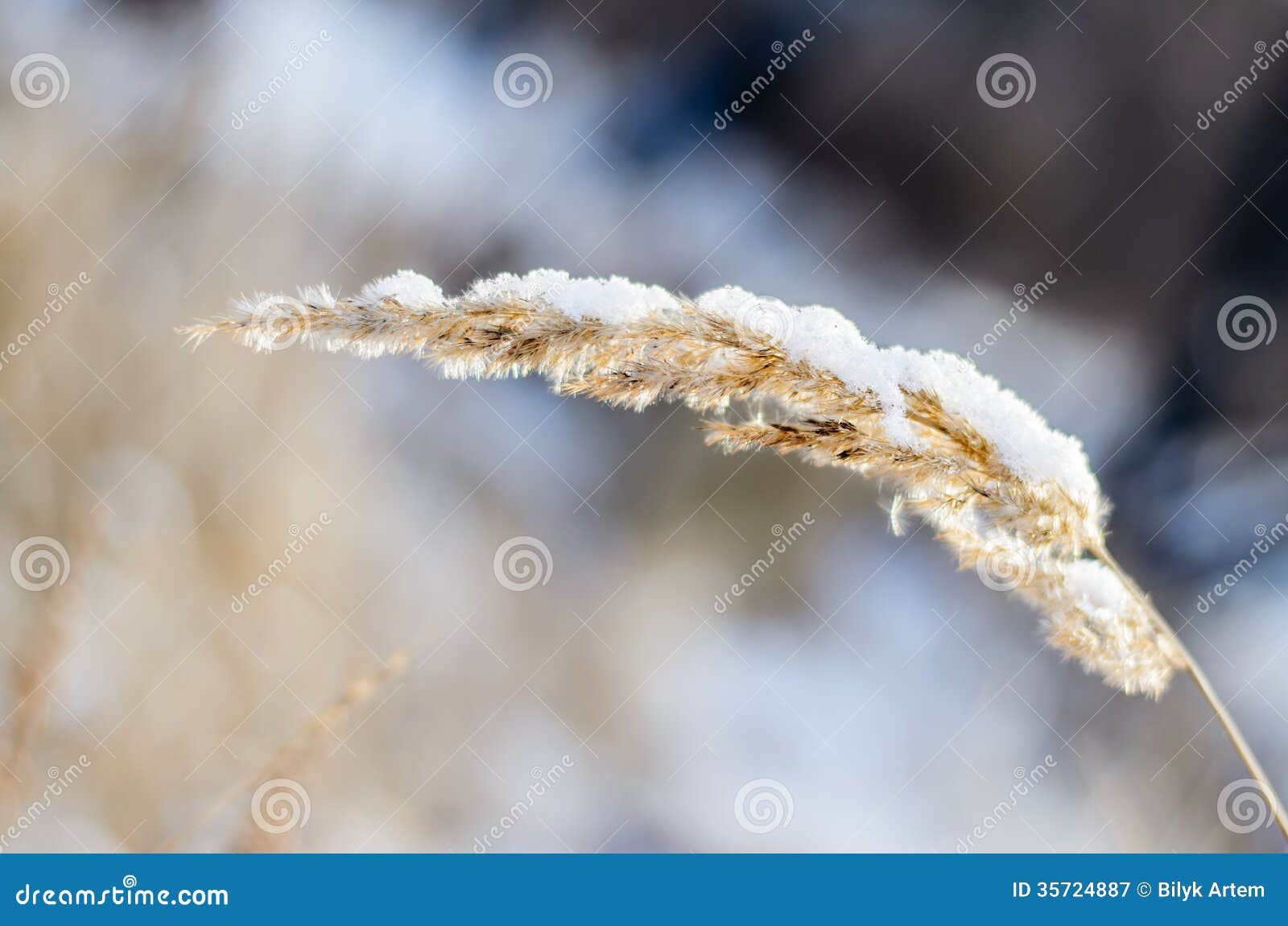 Ear in snow. stock image. Image of white, pattern, snow - 35724887