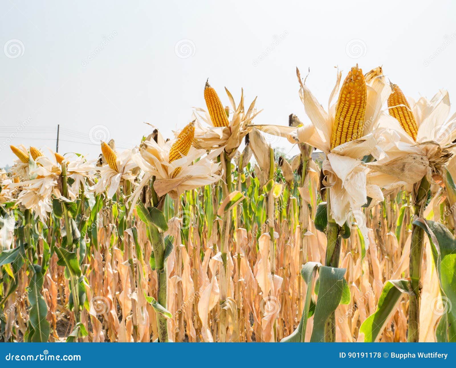 Ear of Sweet Corn in Corn Field Stock Photo - Image of sweet, cereal ...