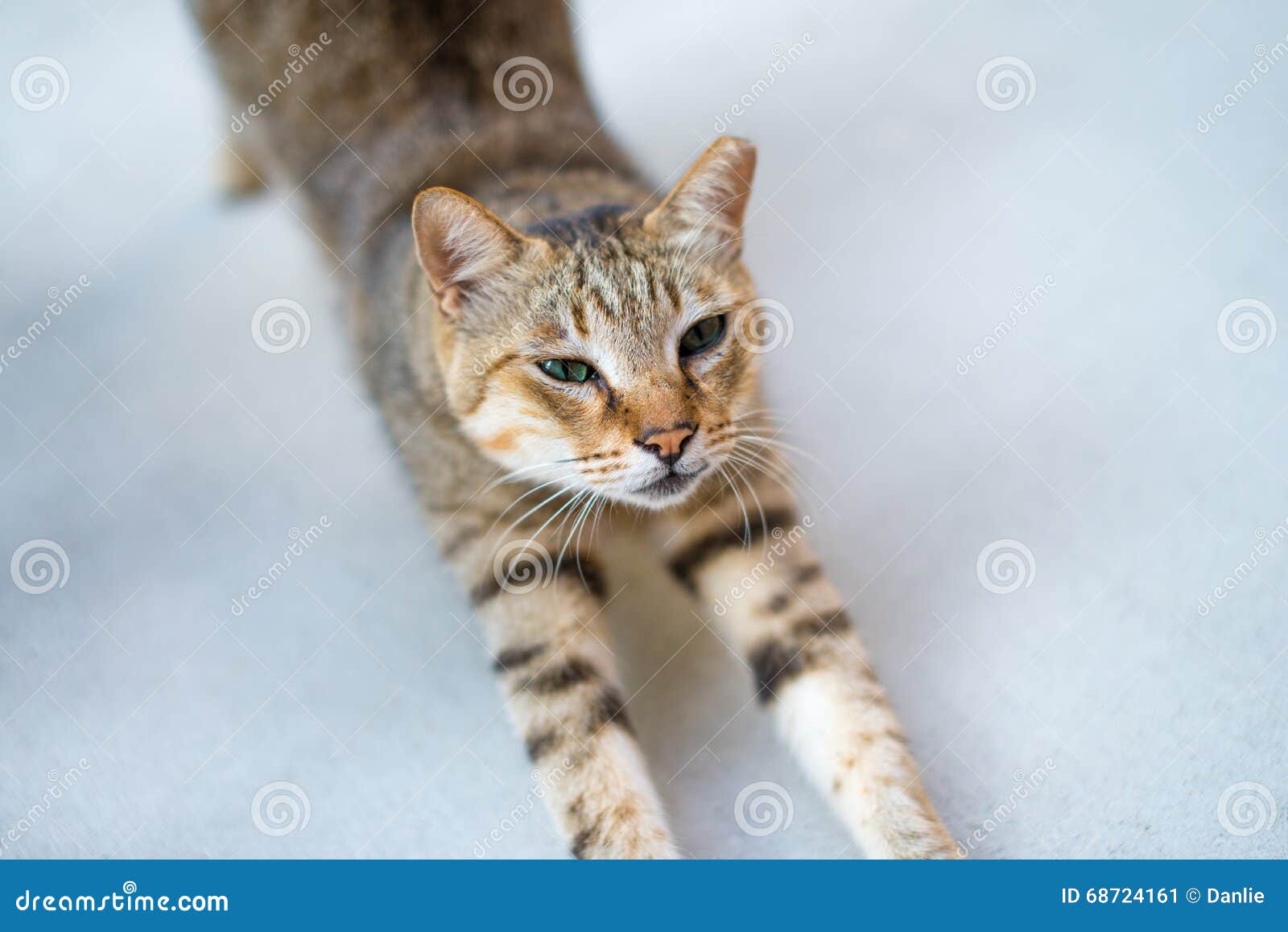 Ear-tipped Cat Stretching Body Stock Image - Image of crouch, body ...
