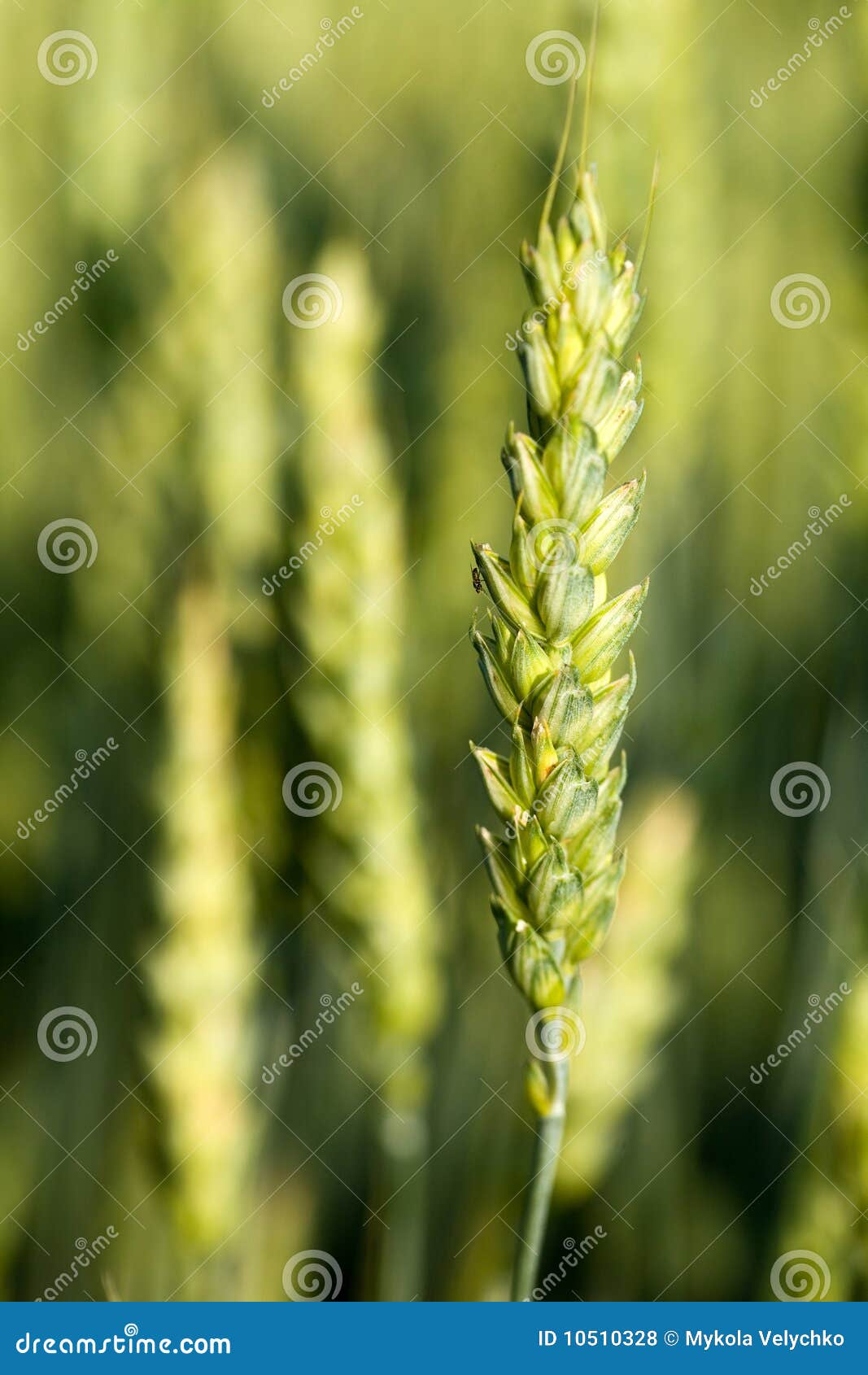 Ear of wheat stock photo. Image of cereal, stem, agriculture - 10510328