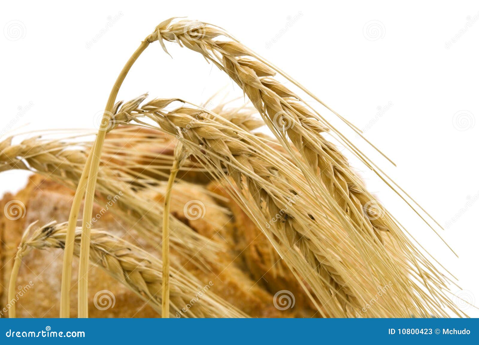 Ear of wheat stock image. Image of cereal, plant, objects - 10800423