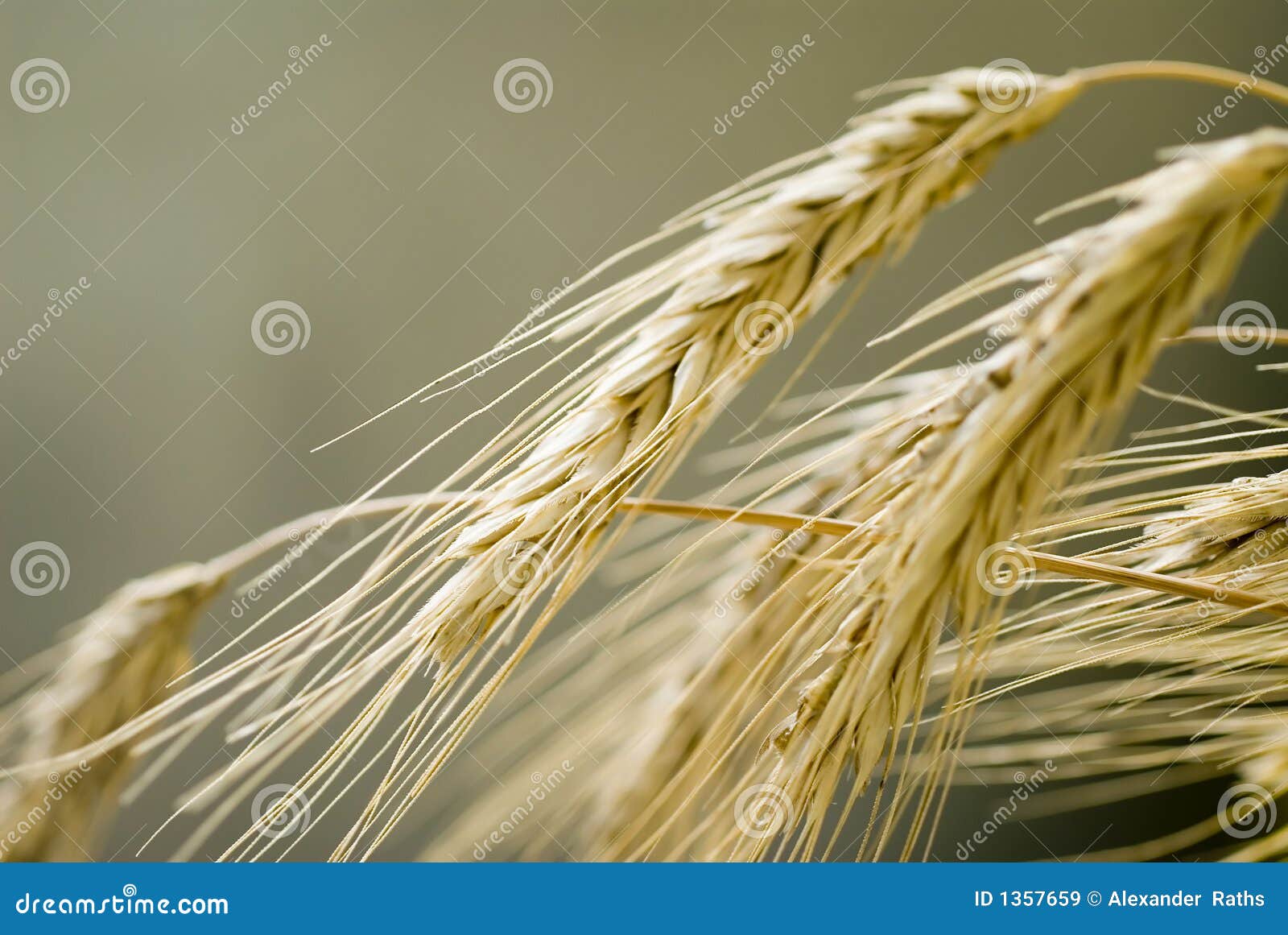 Ear of wheat stock image. Image of farming, bread, gold - 1357659