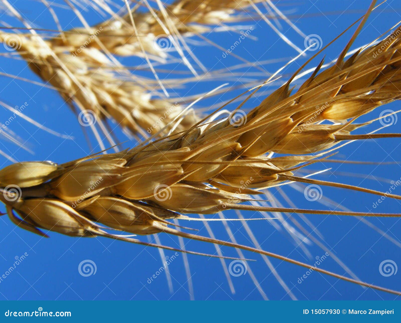 Ear of wheat stock photo. Image of fertility, deep, detail - 15057930