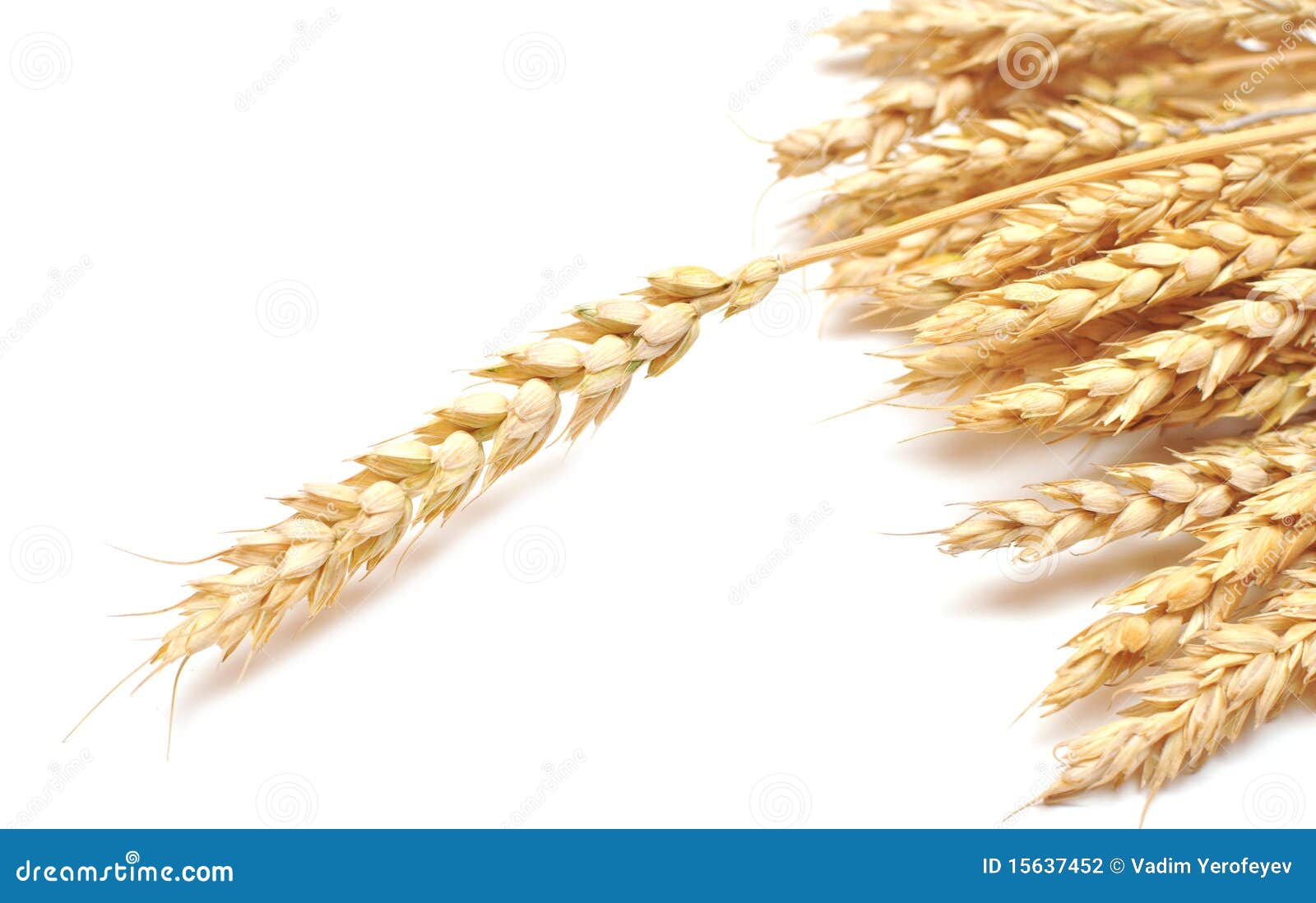 Ear wheat stock photo. Image of natural, agricultural - 15637452