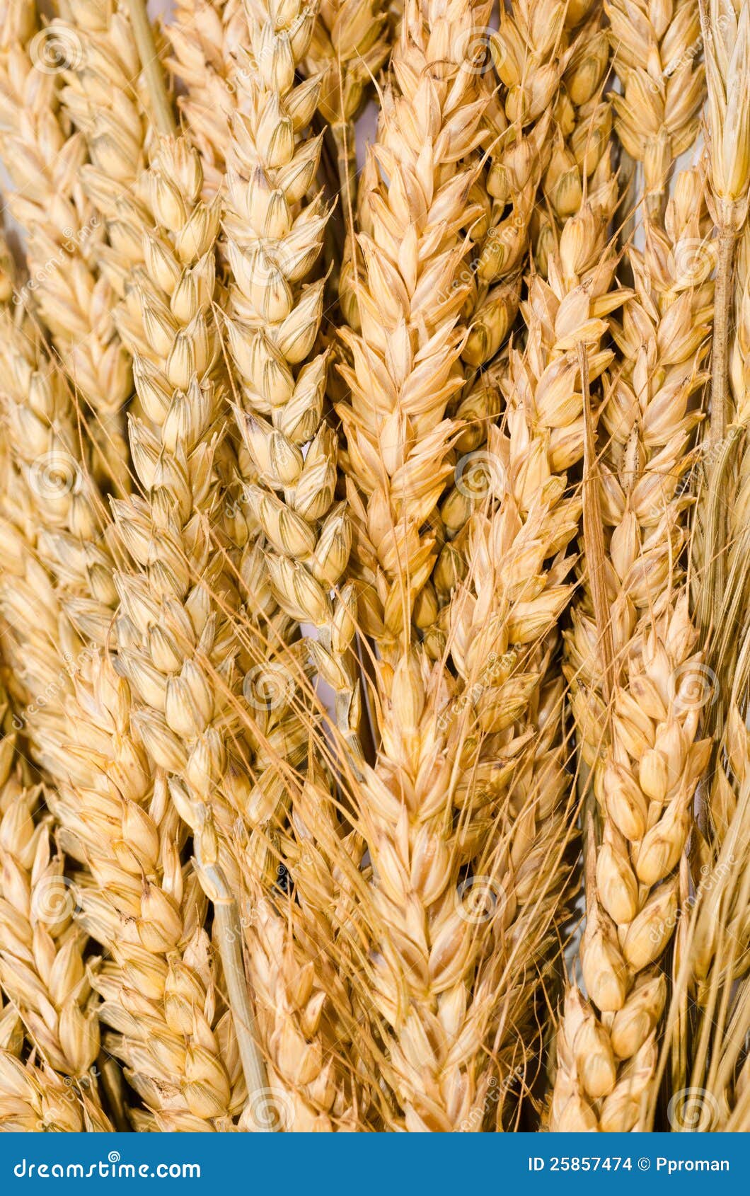 Ear of wheat stock photo. Image of fragility, seed, cloud - 25857474