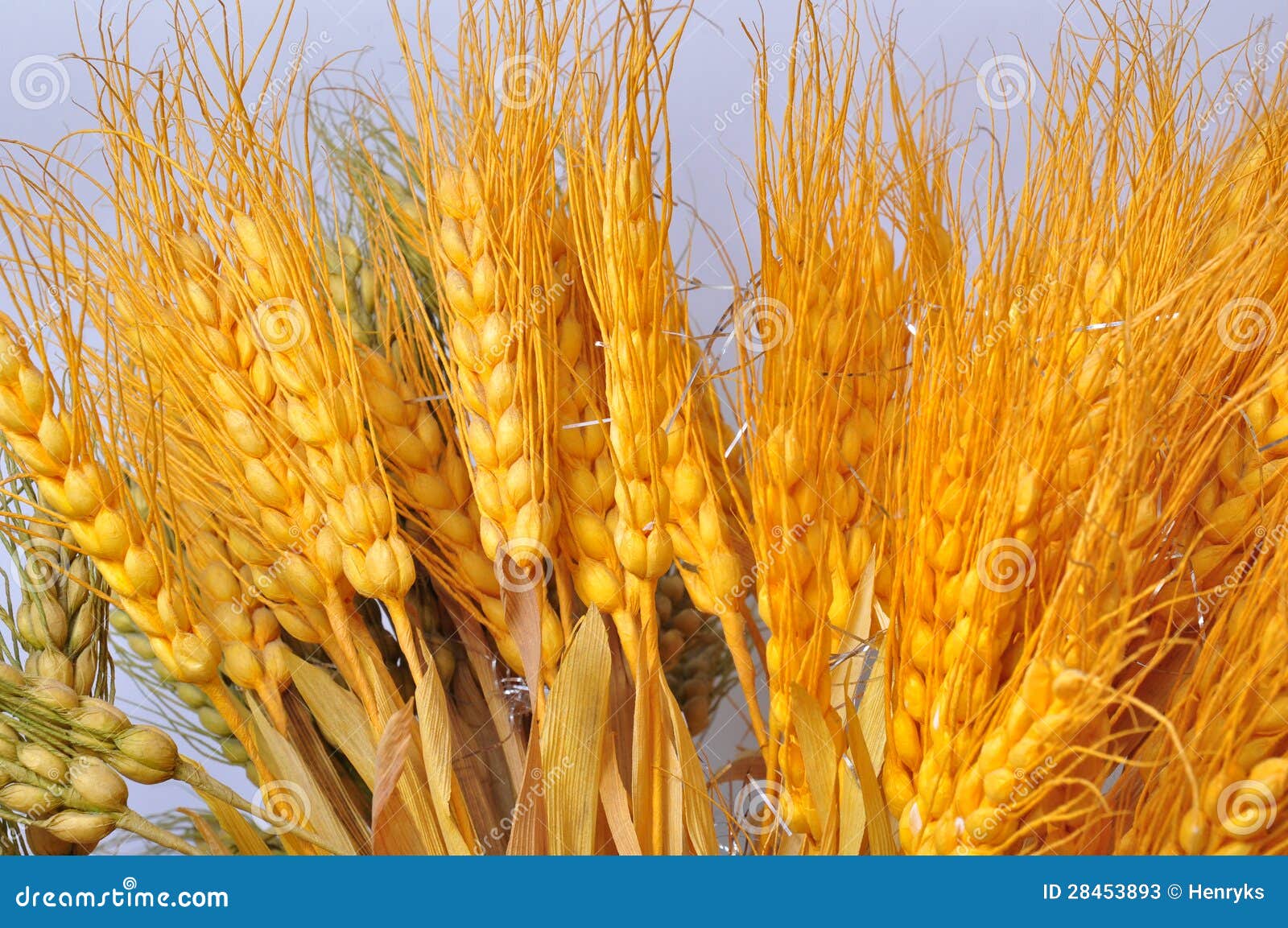 Ear of wheat stock image. Image of village, farmland - 28453893