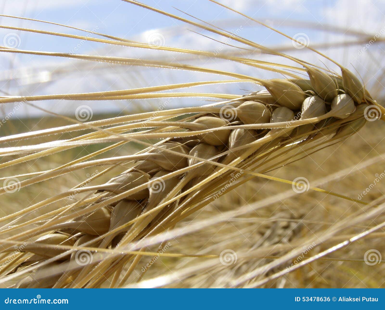 Ear of wheat stock photo. Image of agricultural, farm - 53478636