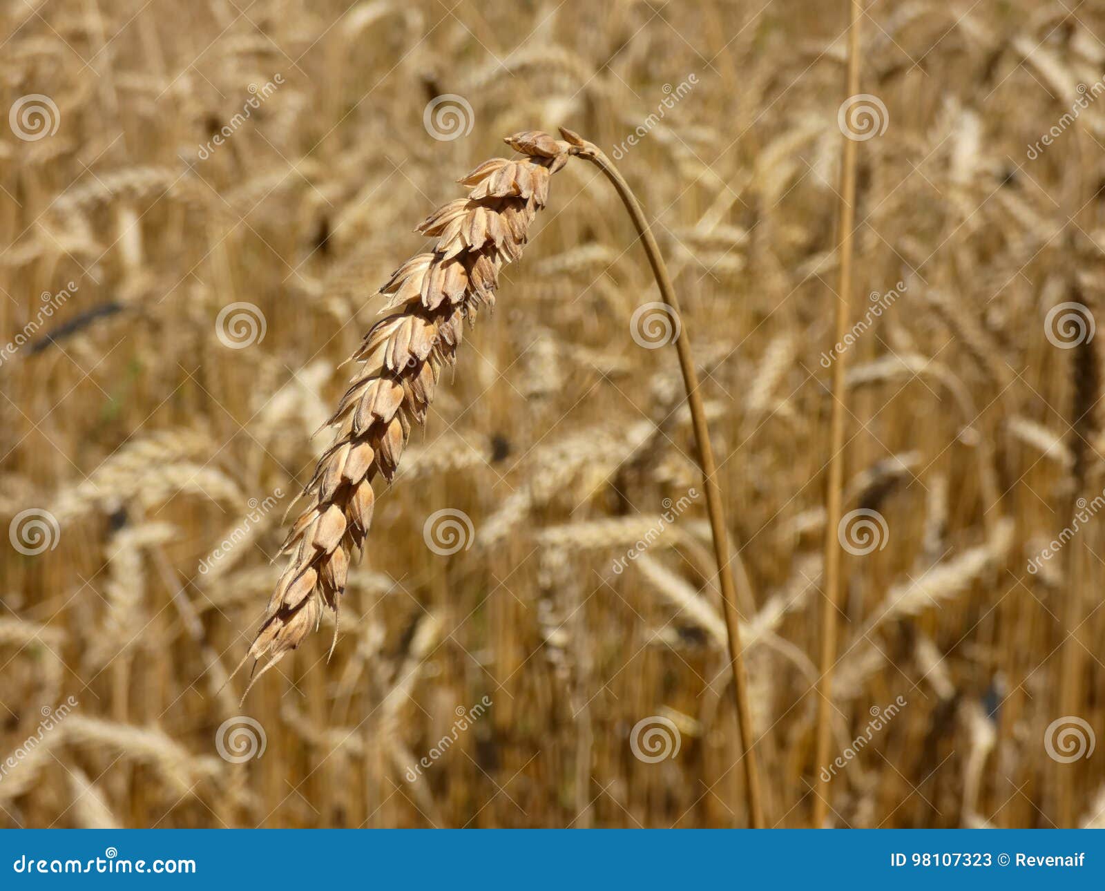 Ear of Wheat stock image. Image of garner, grains, bread - 98107323