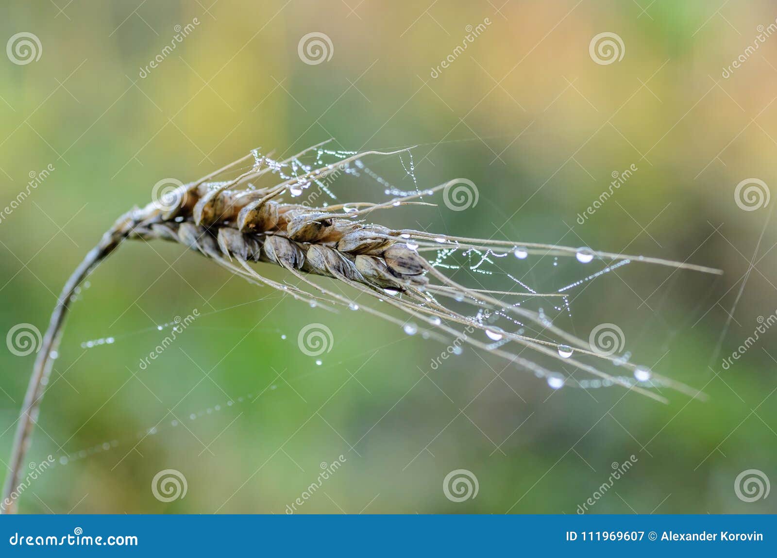 Ear of wheat stock image. Image of spiderweb, flora - 111969607