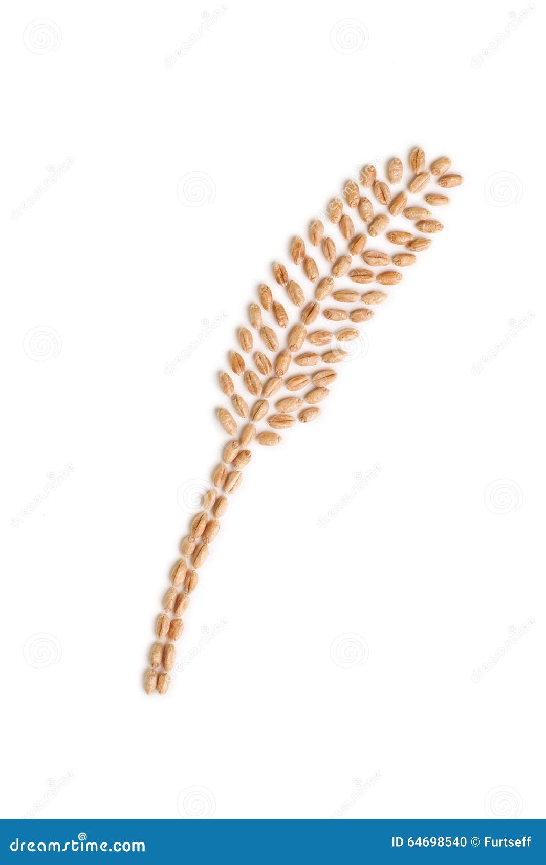 Ear of wheat grain stock photo. Image of food, ripe, bread - 64698540
