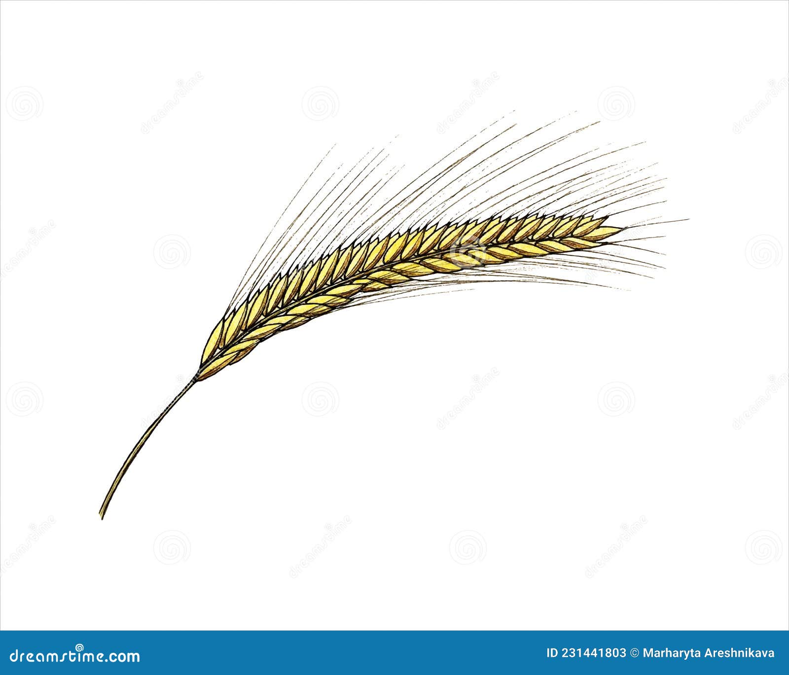 Ear of Wheat with Grains Hand Made Watercolor Drawing. Stock Vector ...
