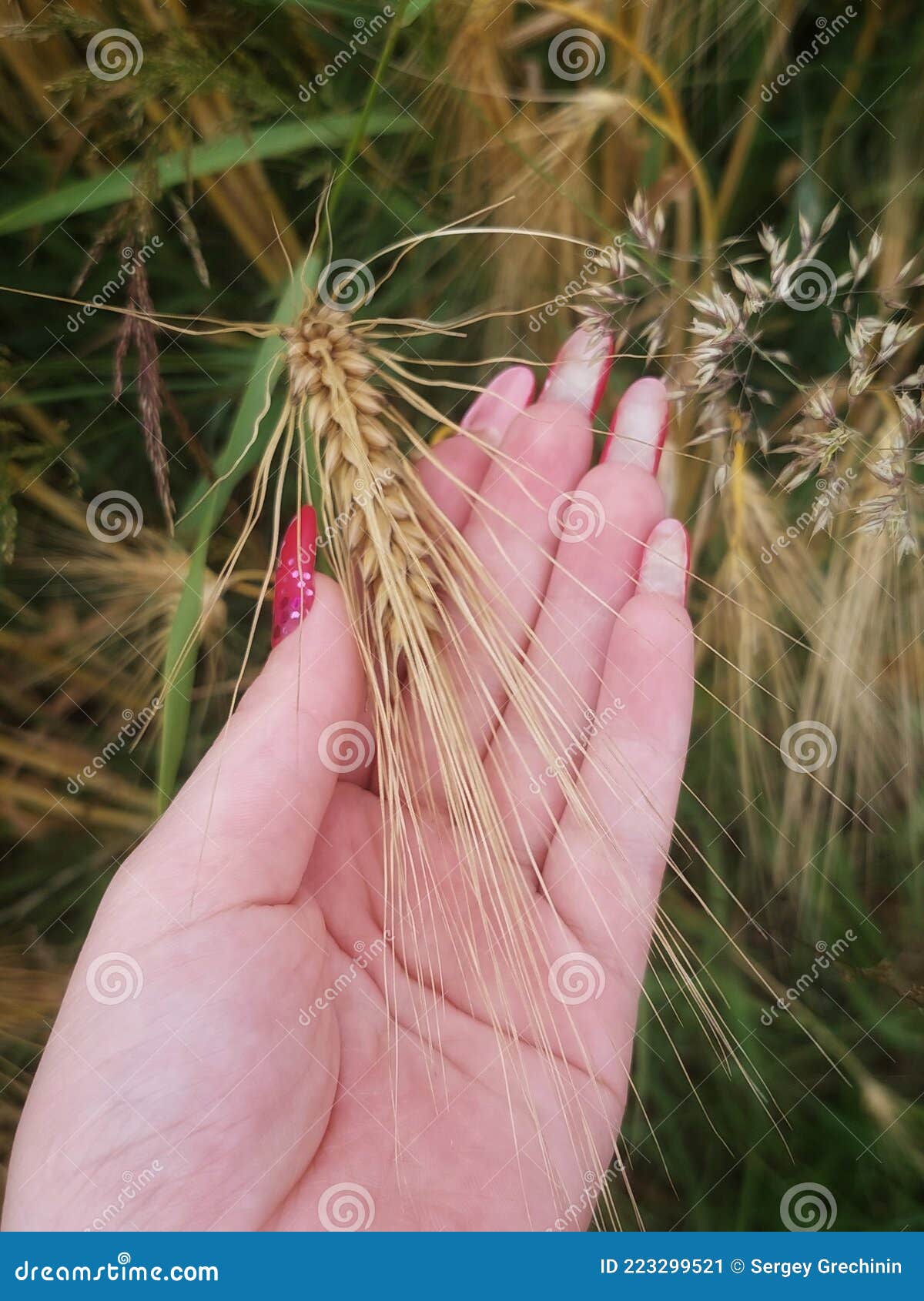 Wheat In Hand In India Royalty-Free Stock Photo | CartoonDealer.com ...