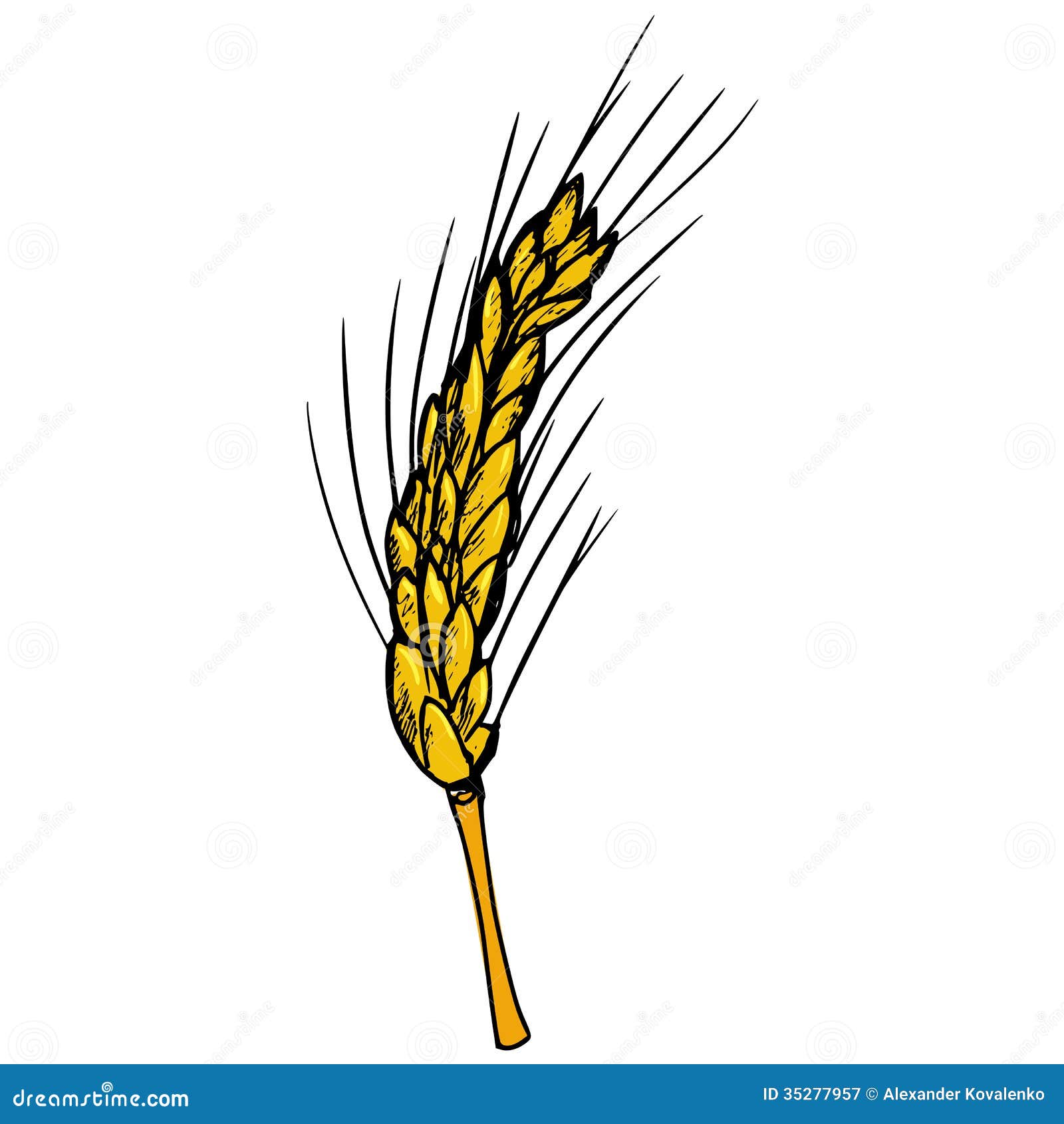 Ear of wheat stock vector. Illustration of food, nature - 35277957