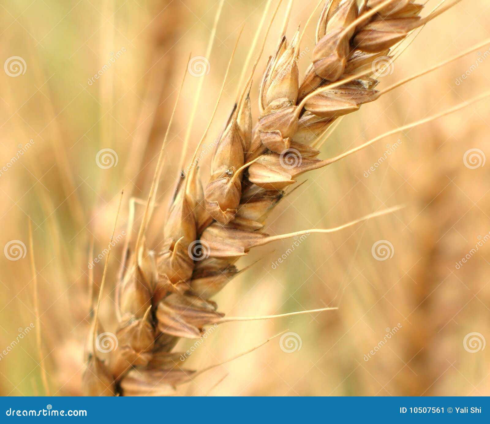 Ear of Wheat Macro stock image. Image of cereal, spike - 10507561