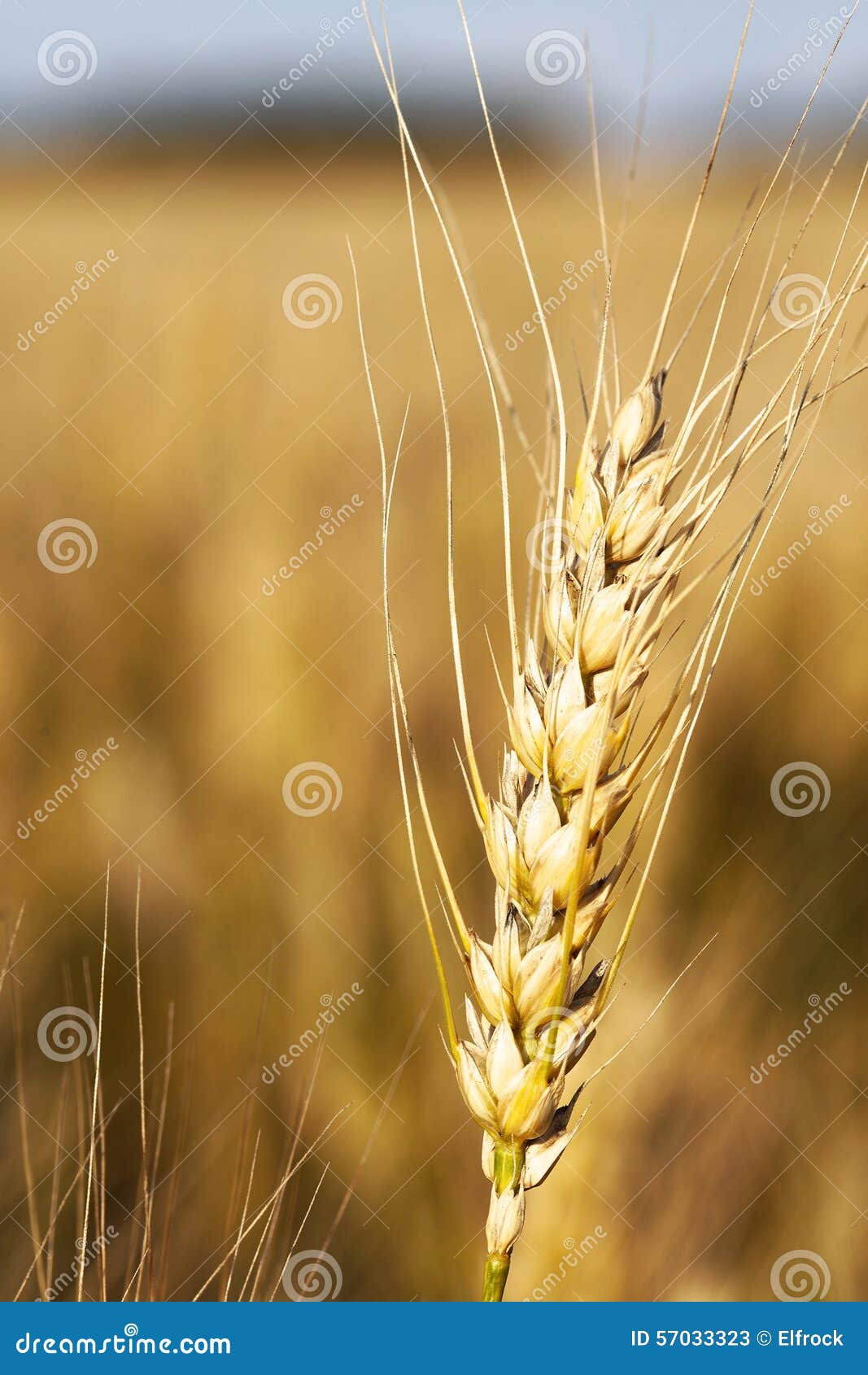 Ear of wheat stock image. Image of natural, growing, harvest - 57033323