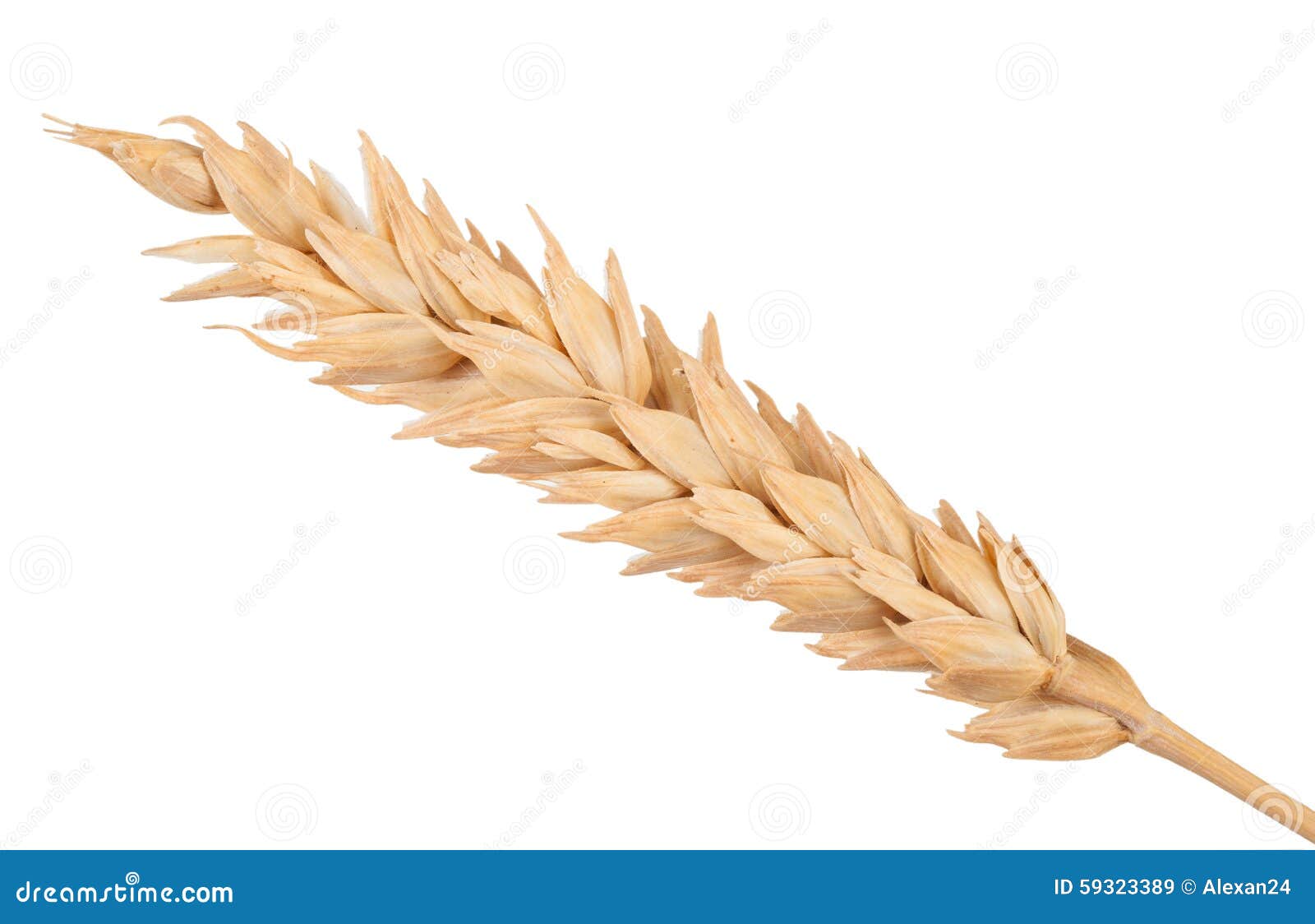 Ear of wheat. Macro stock image. Image of cultivate, farming - 59323389