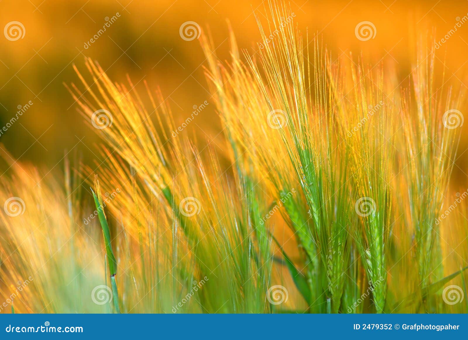 Ear wheat, orange stock photo. Image of farming, farmland - 2479352