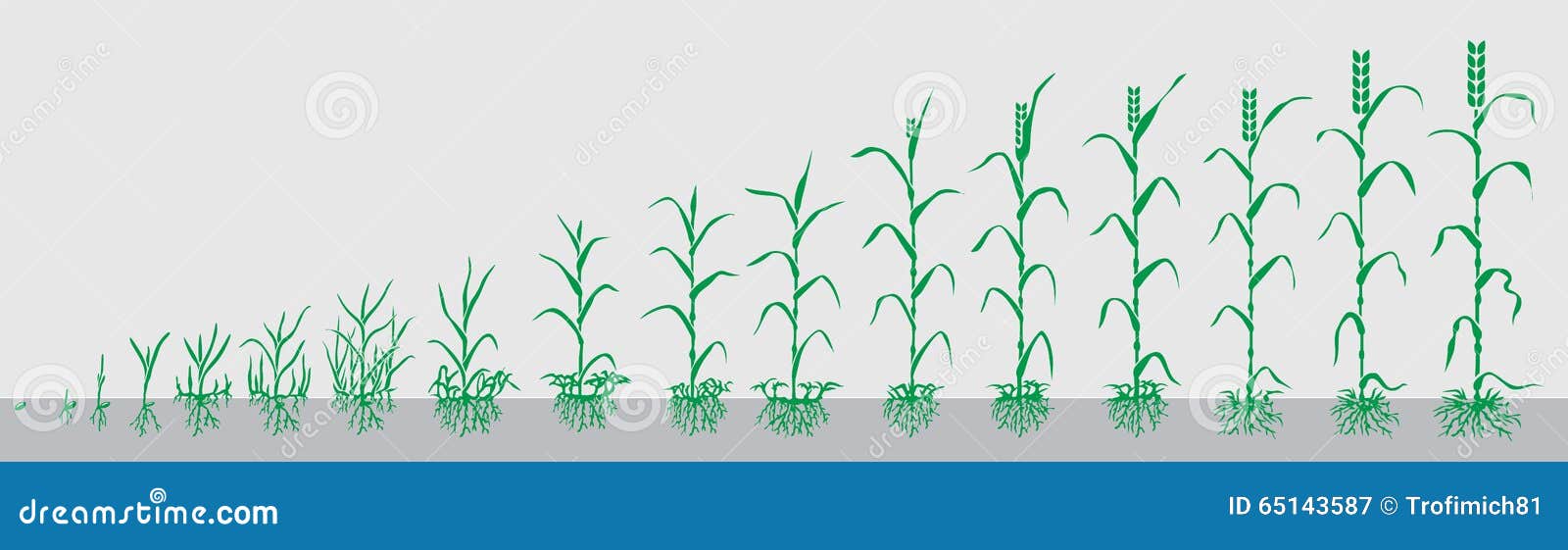 Ear of wheat stock illustration. Illustration of graphs - 65143587