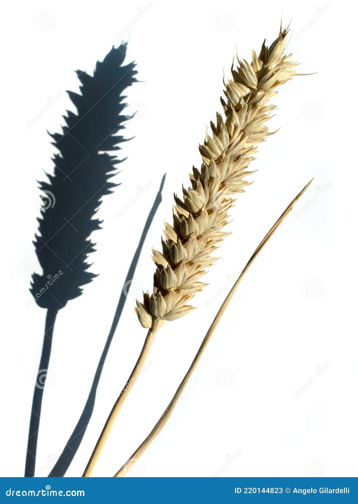 Ear of Wheat with Shadow on White Stock Image - Image of plant, grain ...