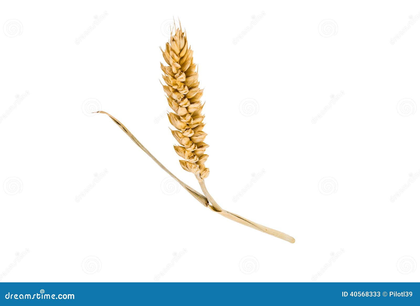 Ear of wheat stock image. Image of objects, single, vegetarian - 40568333