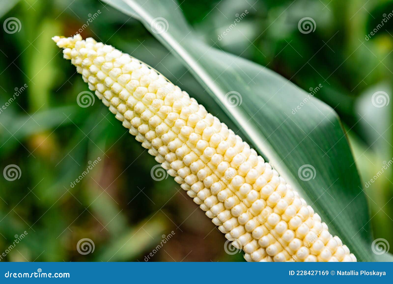 Ear of Yellow Corn with the Kernels on the Stalk in Corn Field. Stock ...