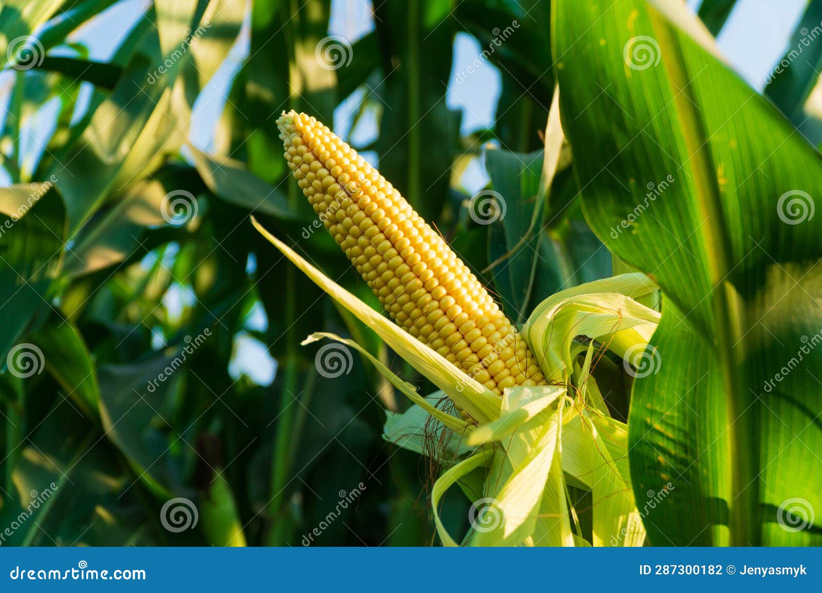 Ear of Yellow Corn. Corn on the Stalk in the Field Stock Photo - Image ...