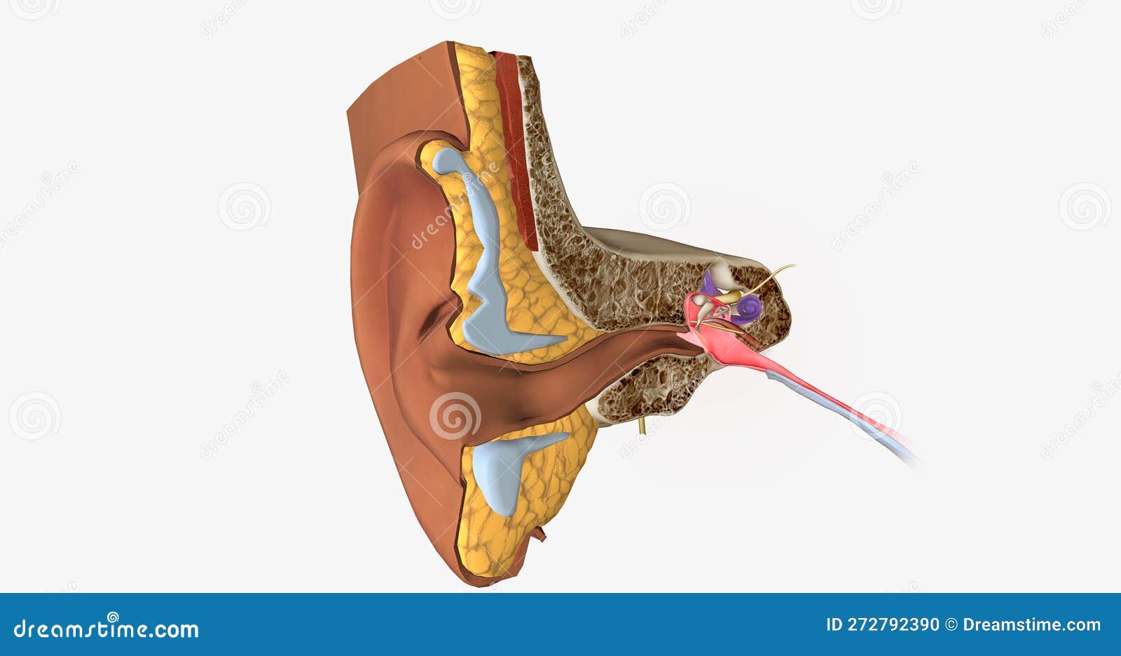 Earache is a General Term for Pain in the Ear Stock Illustration ...