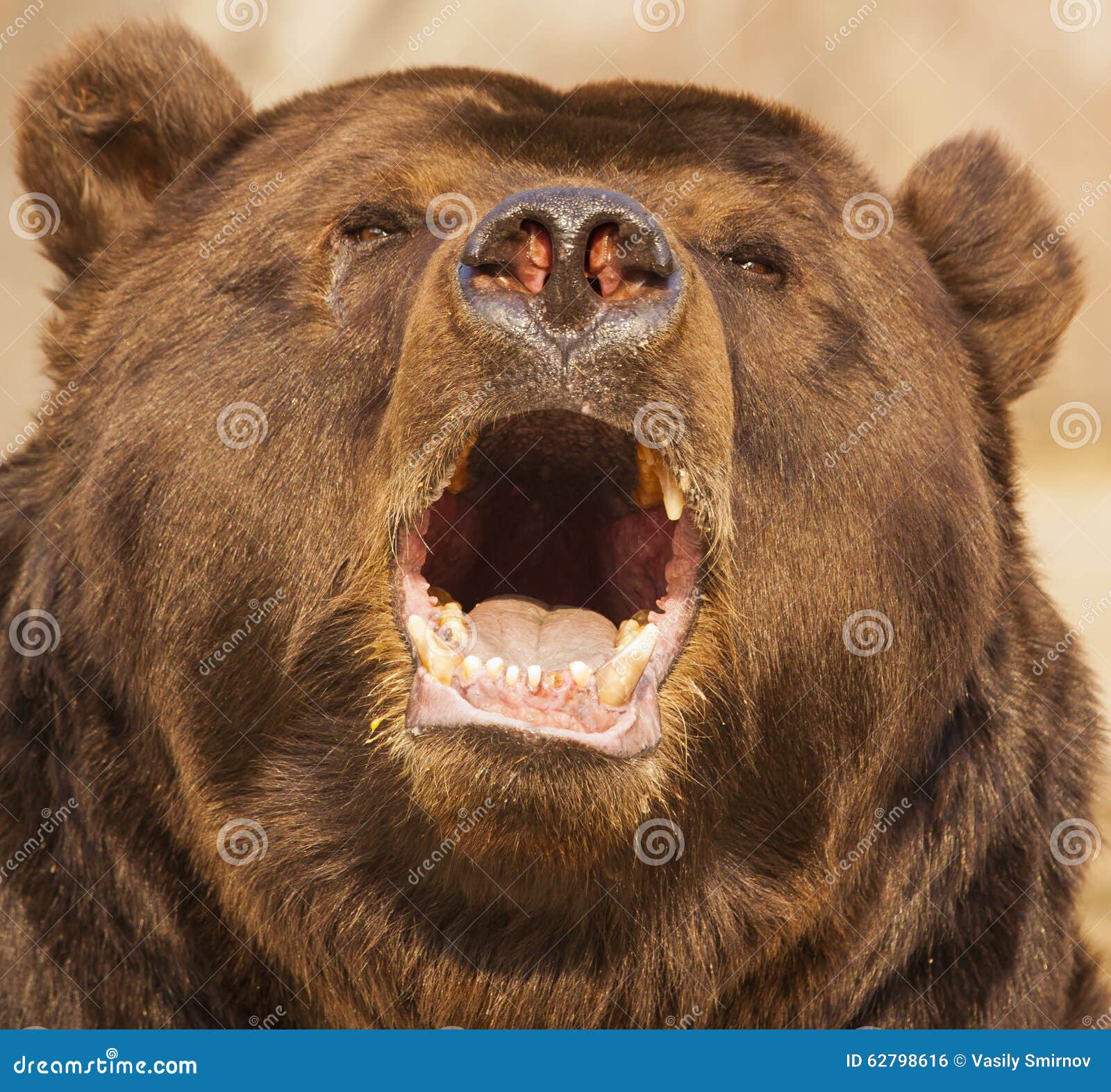 Eared bear stock photo. Image of pets, floor, nature - 62798616