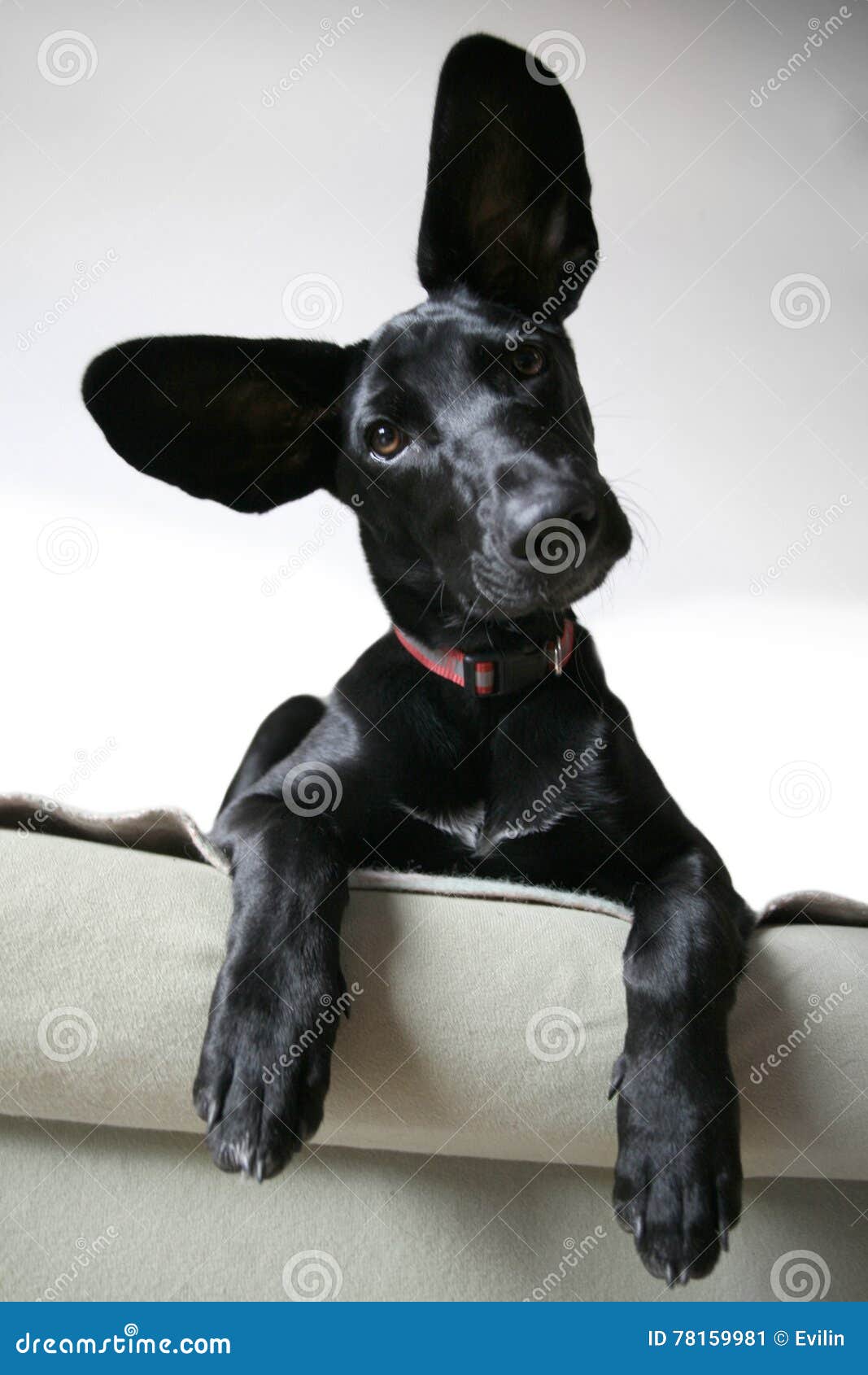Eared Dog stock image. Image of nose, look, greyhound - 78159981