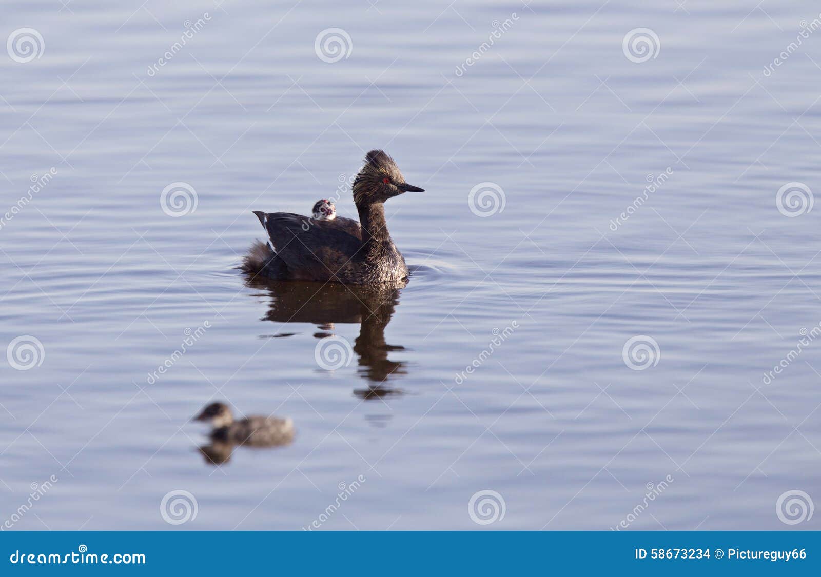 Eared Grebe with Babies stock photo. Image of nature - 58673234