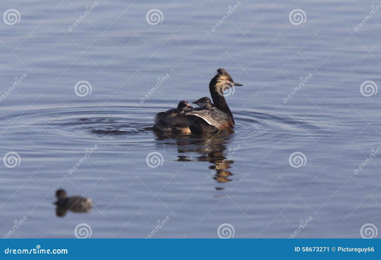 Eared Grebe with Babies stock image. Image of pond, young - 58673271